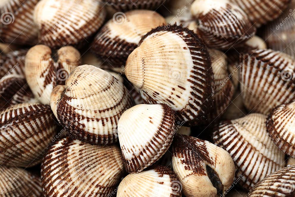 Scapharca subcrenata stock photo. Image of single, scapharca - 145085618