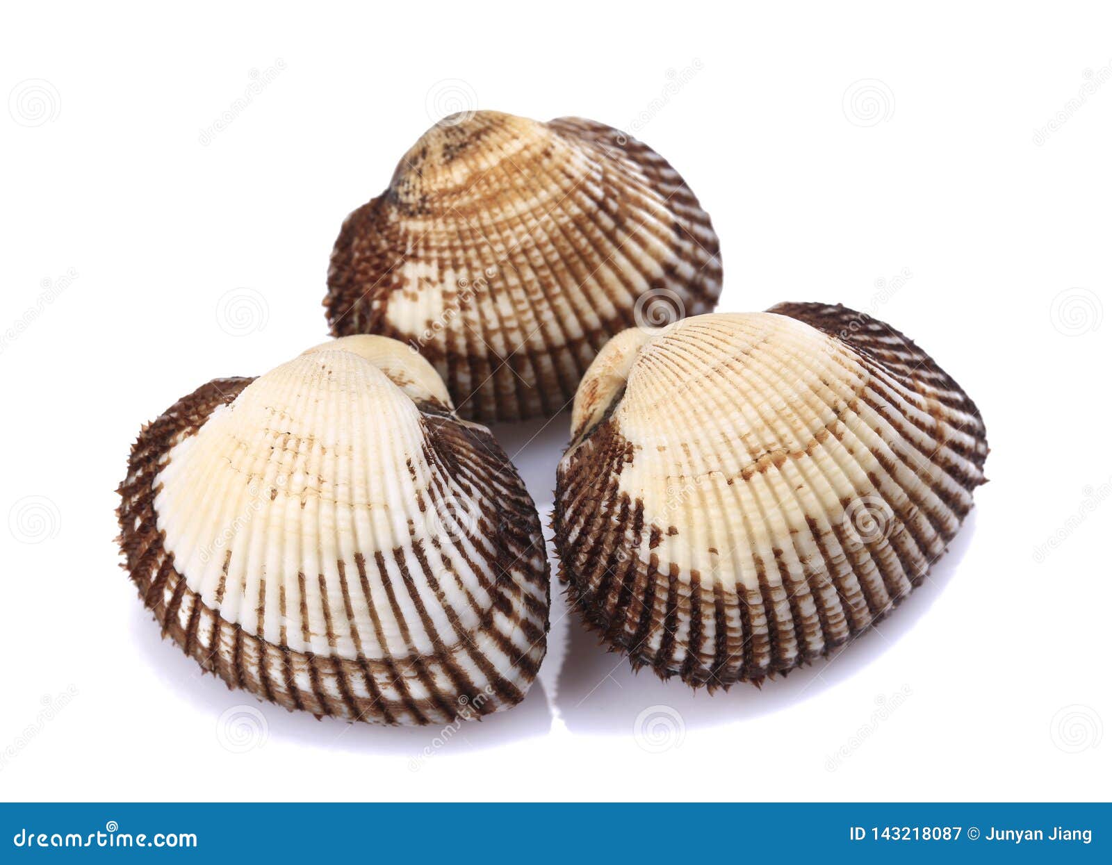 Scapharca subcrenata stock image. Image of color, subcrenata - 143218087