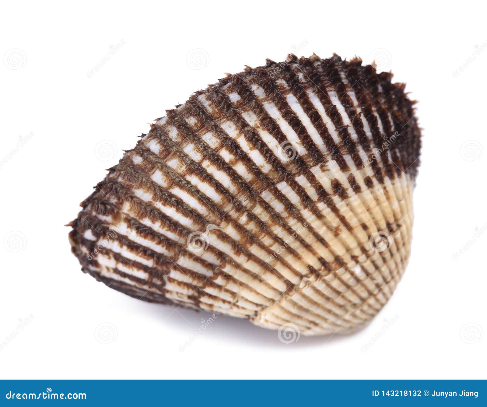 Scapharca subcrenata stock photo. Image of seafood, color - 143218132