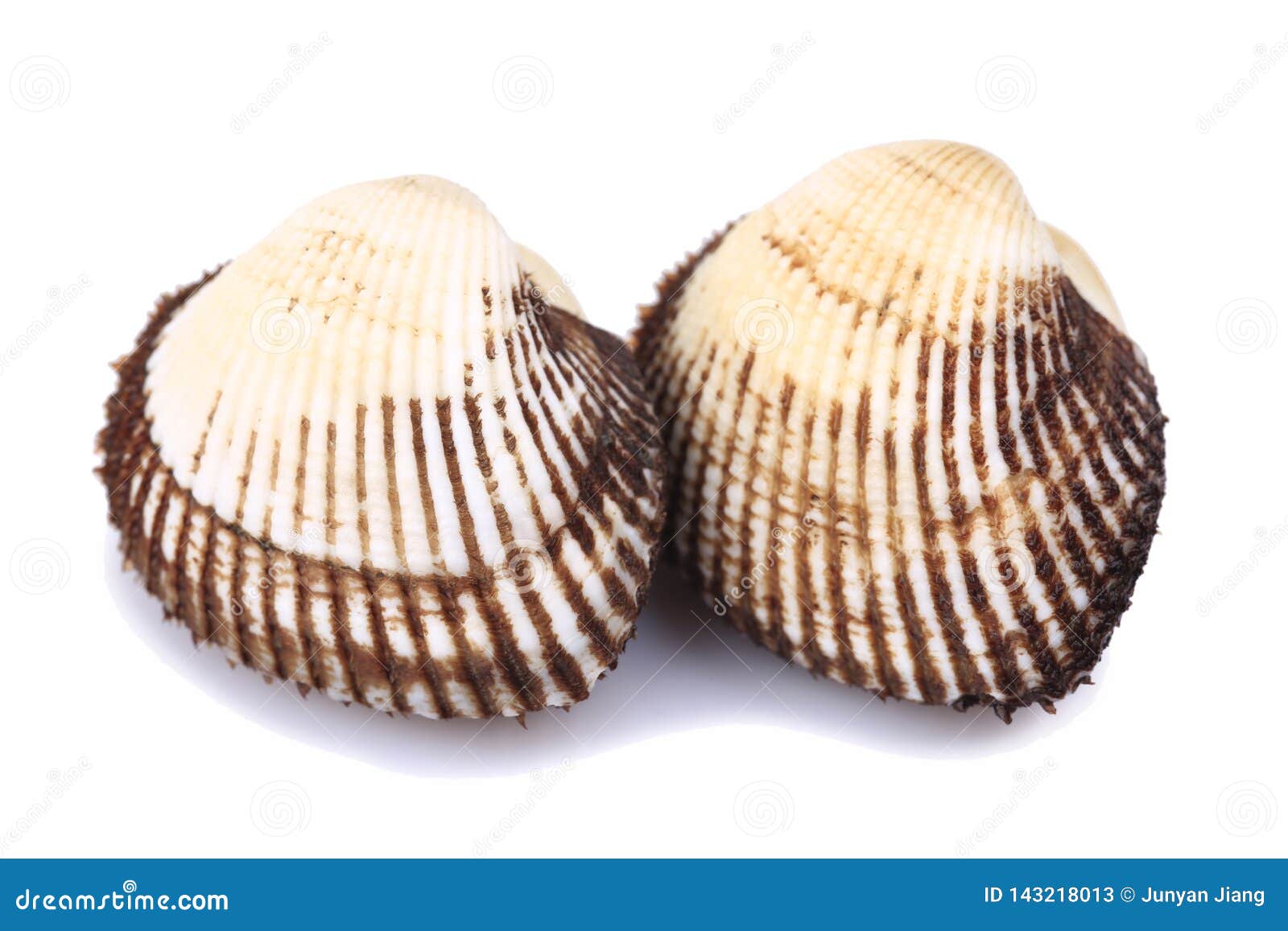 Scapharca Subcrenata Ou Clam Imagem de Stock - Imagem de alimento ...