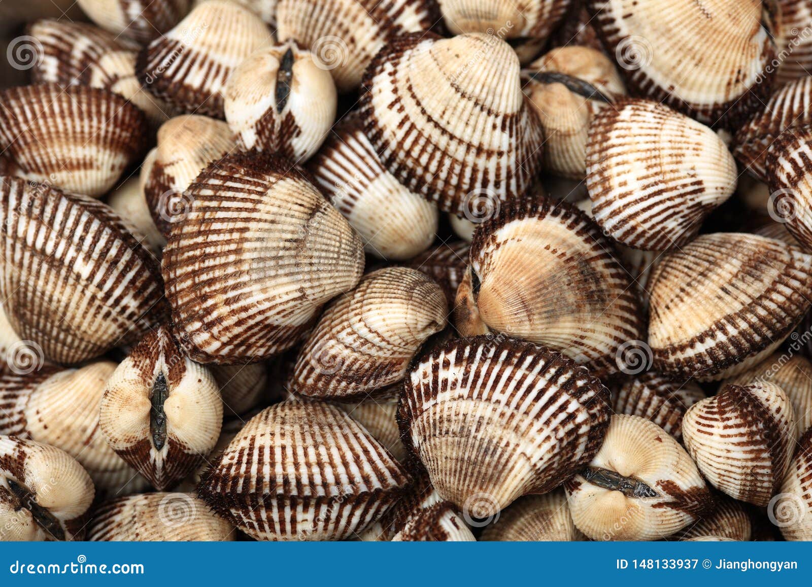 Scapharca subcrenata stock image. Image of seafood, closeup - 148133937