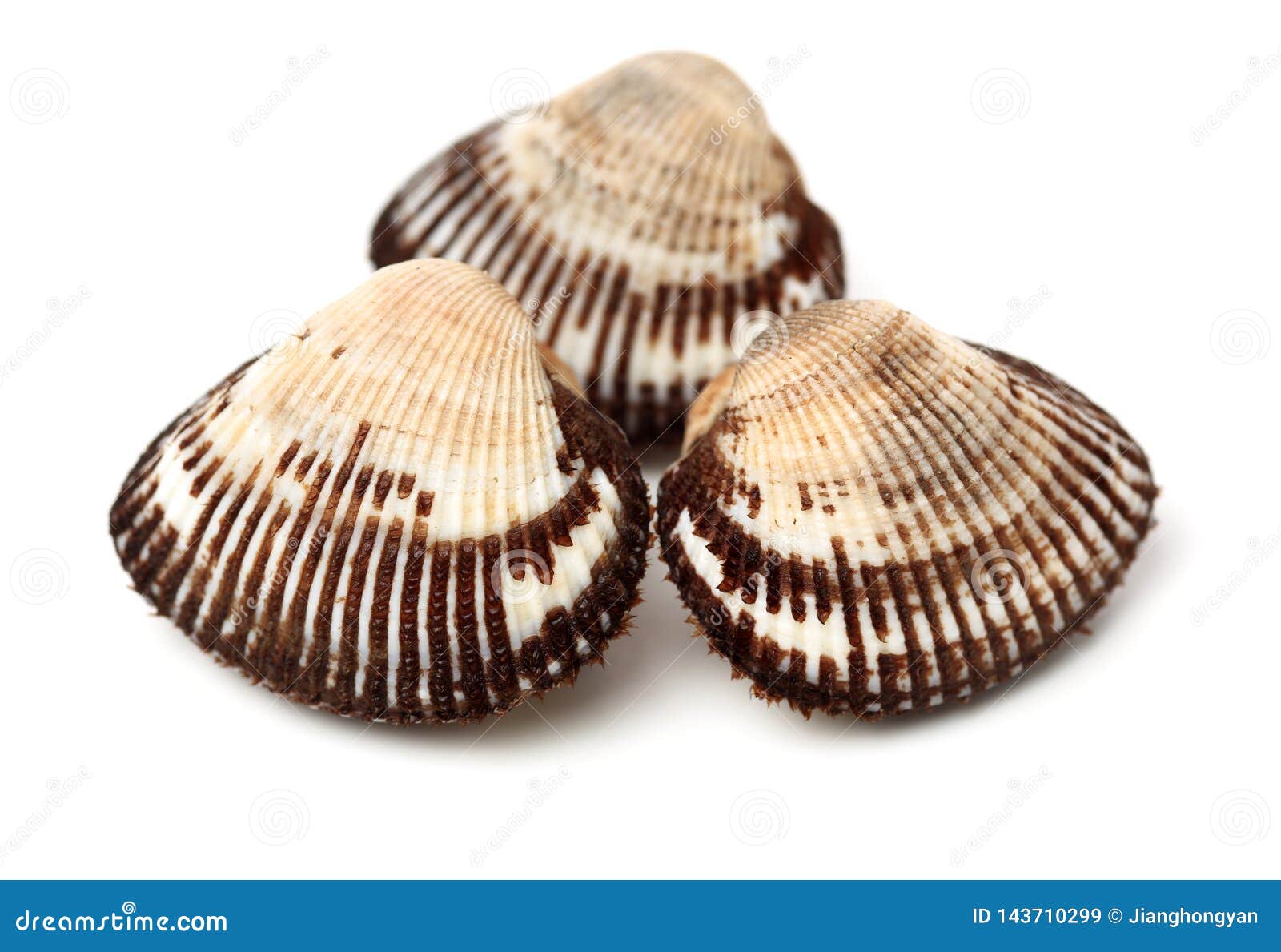 Scapharca subcrenata stock image. Image of healthy, health - 143710299