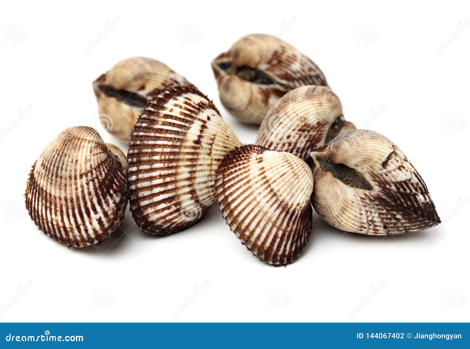 Scapharca subcrenata stock photo. Image of salty, cook - 144067402