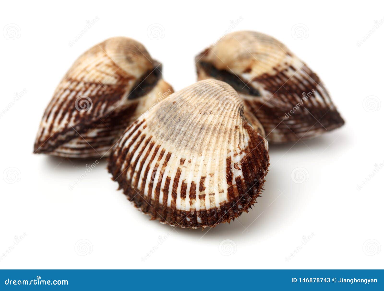 Scapharca subcrenata stock image. Image of flavor, cook - 146878743