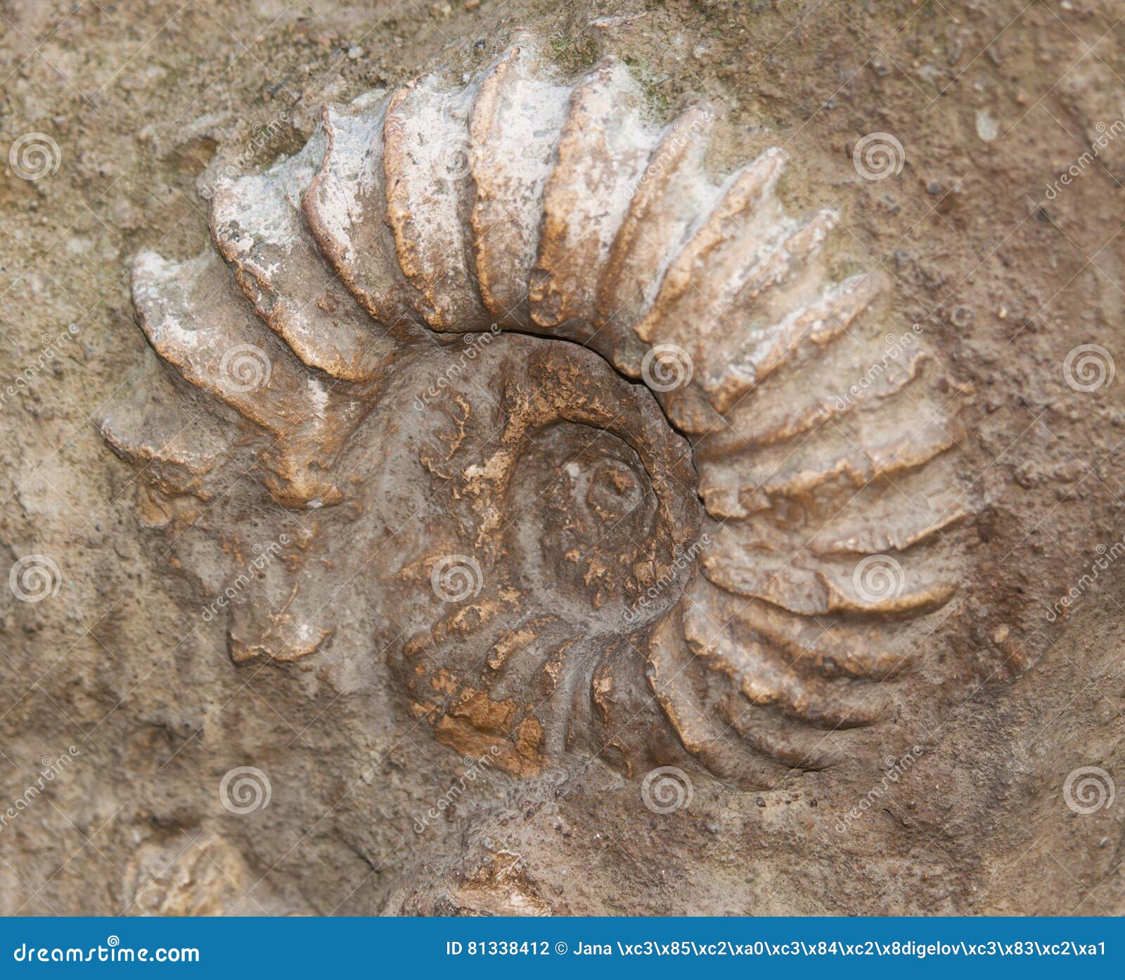 Scaphites - Genus of Extinct Cephalopod from Morocco Stock Photo ...