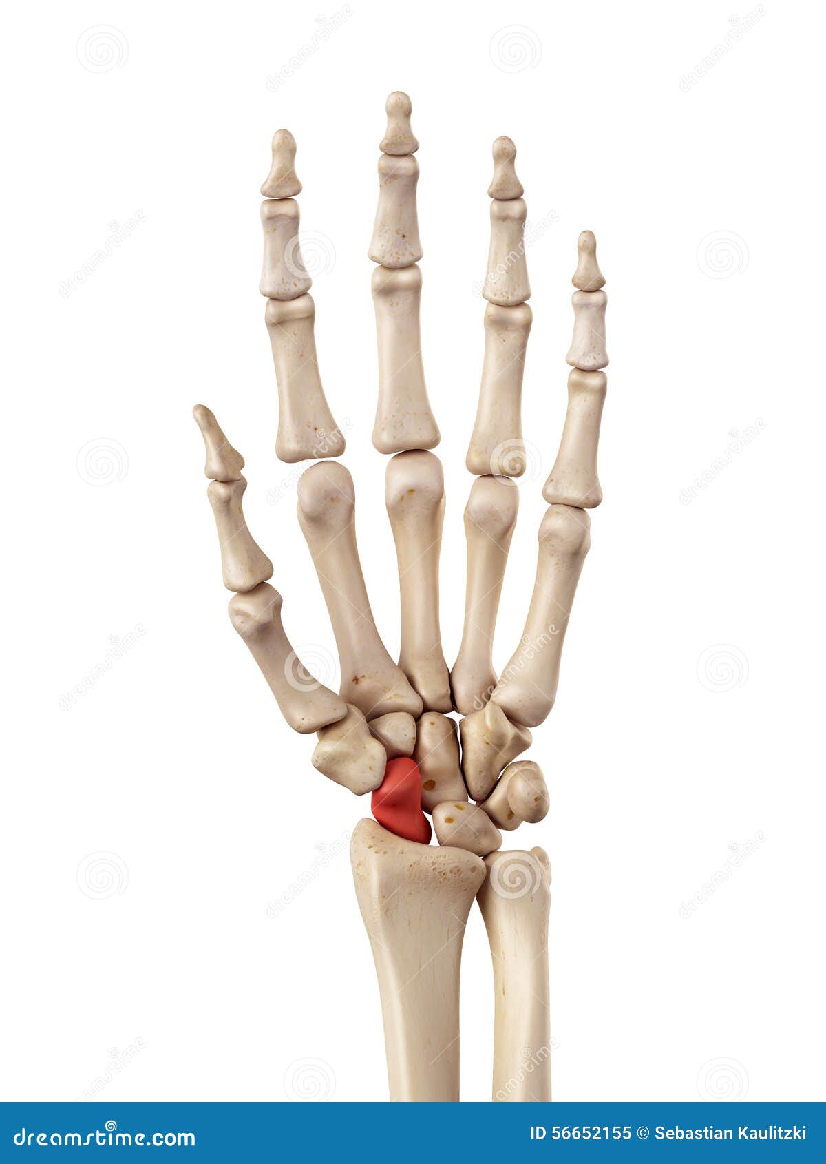 The scaphoid bone stock illustration. Illustration of body - 56652155