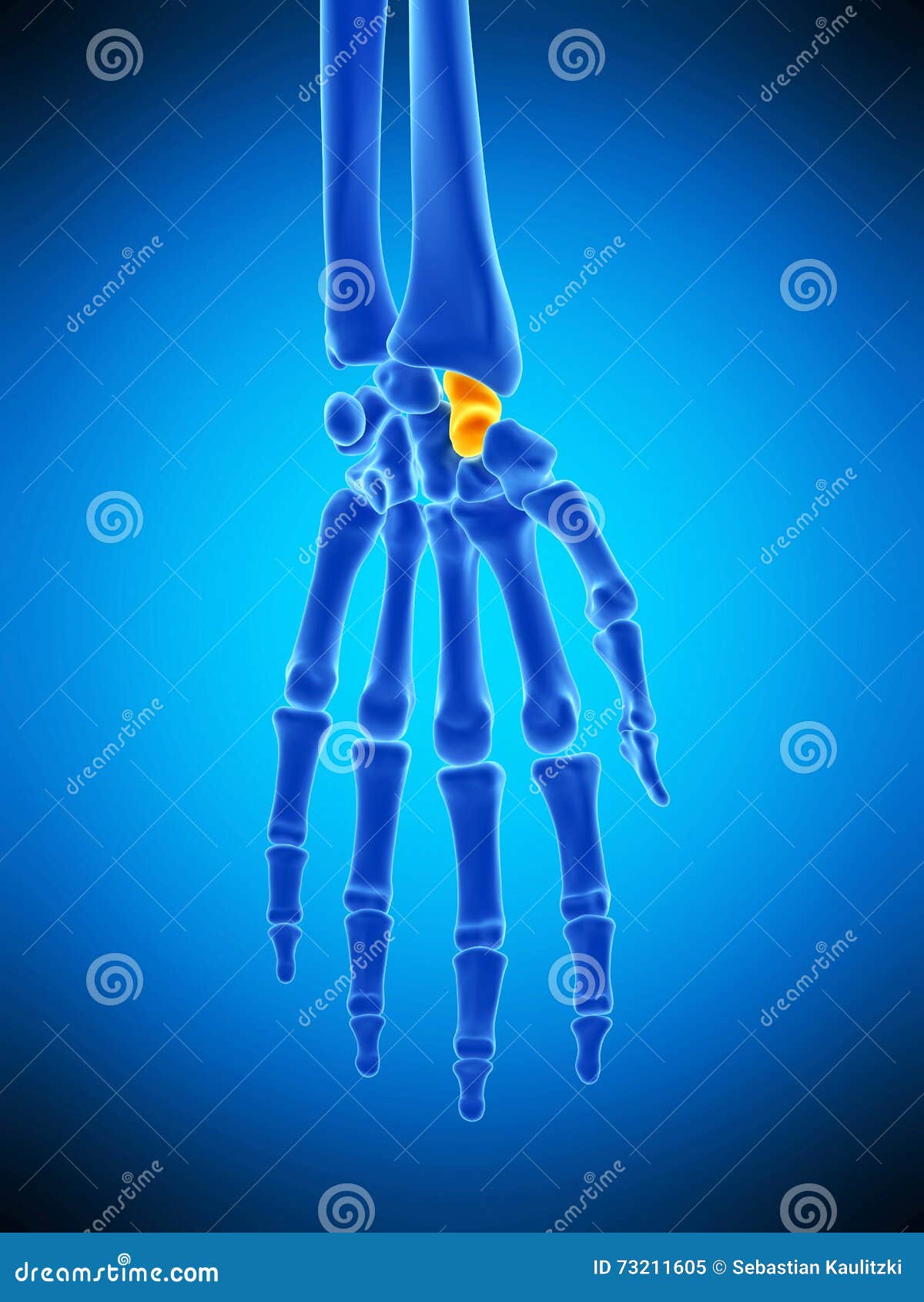 The scaphoid bone stock illustration. Illustration of boens - 73211605