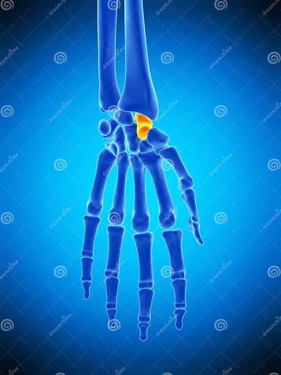 The scaphoid bone stock illustration. Illustration of boens - 73211605