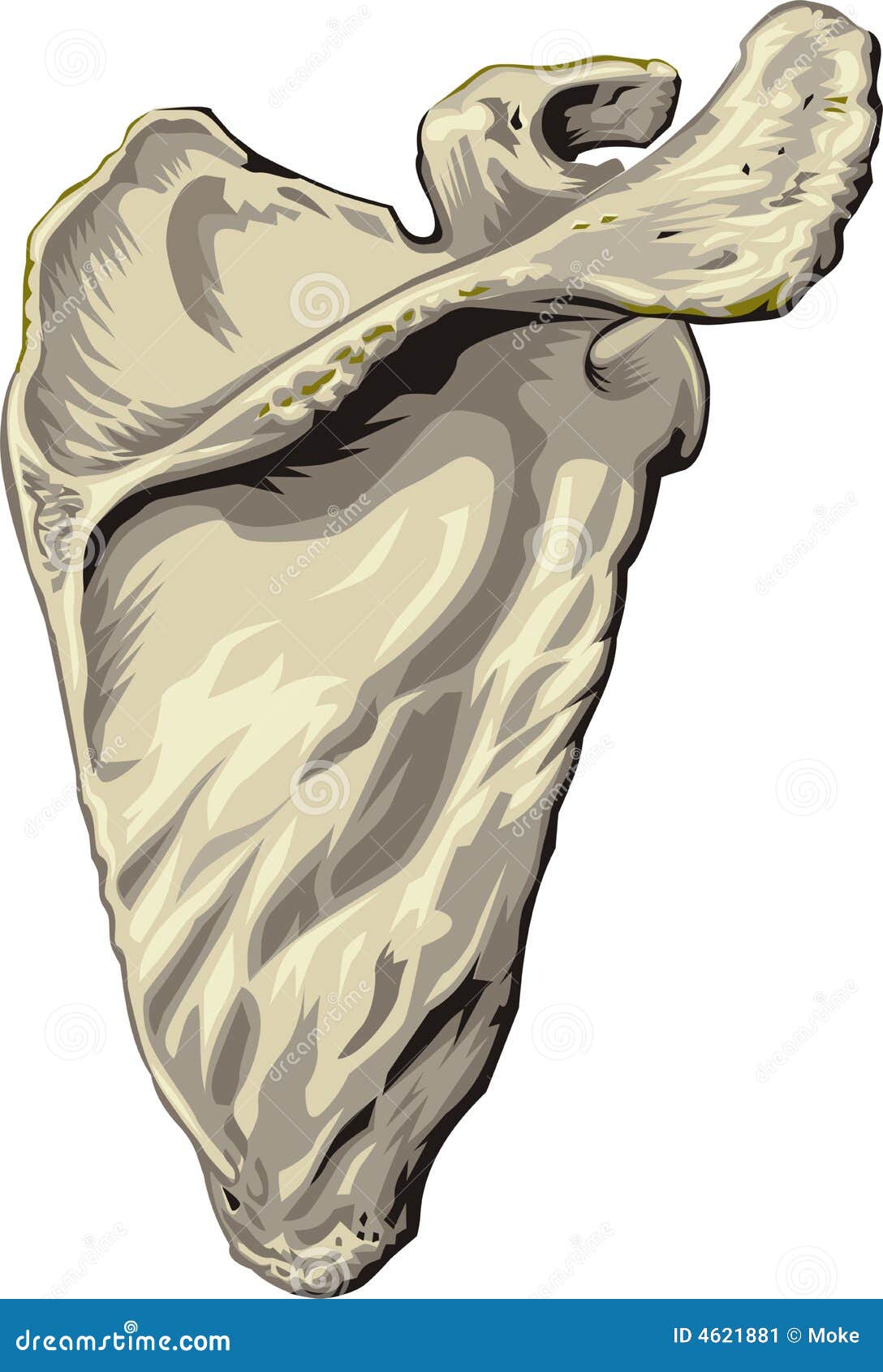 Scapula stock vector. Illustration of body, skeleton, drawing - 4621881