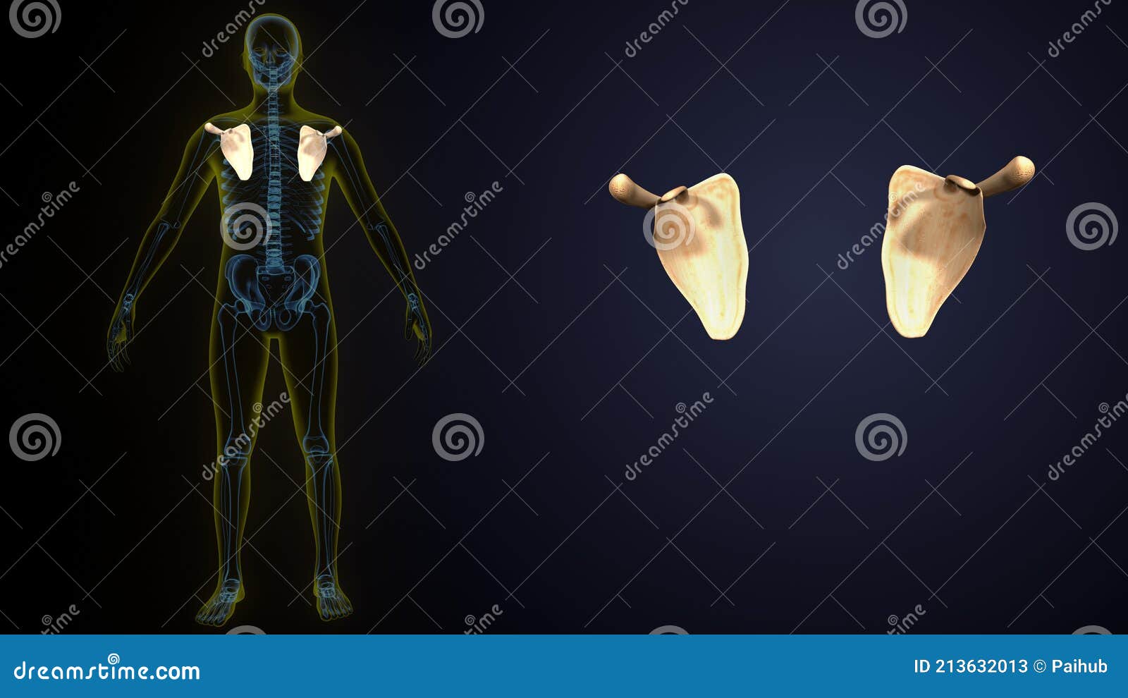 Human Skeleton Anatomy Scapula Bone .3d Illustration Stock Illustration ...