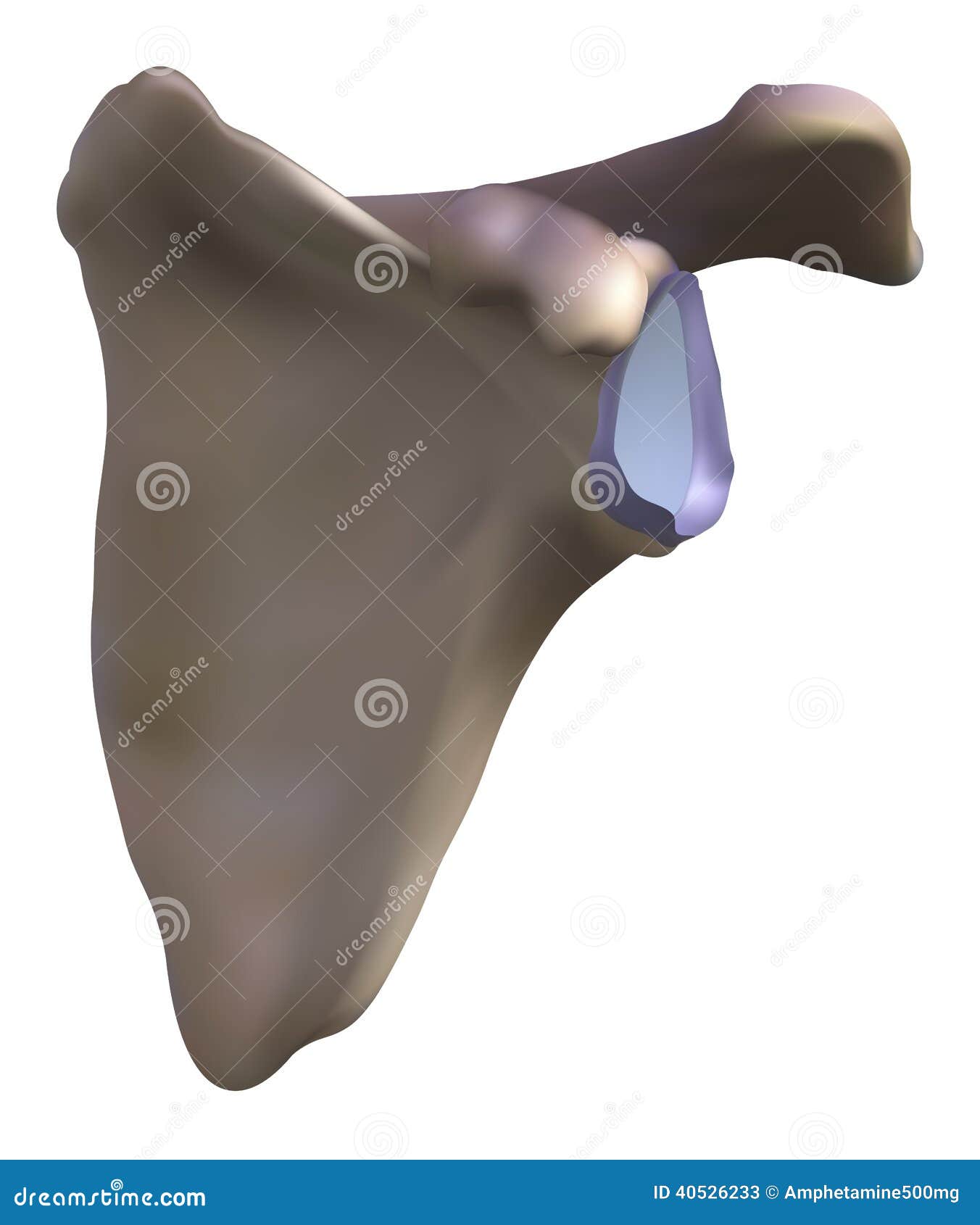 Scapula stock illustration. Illustration of ribs, biology - 40526233