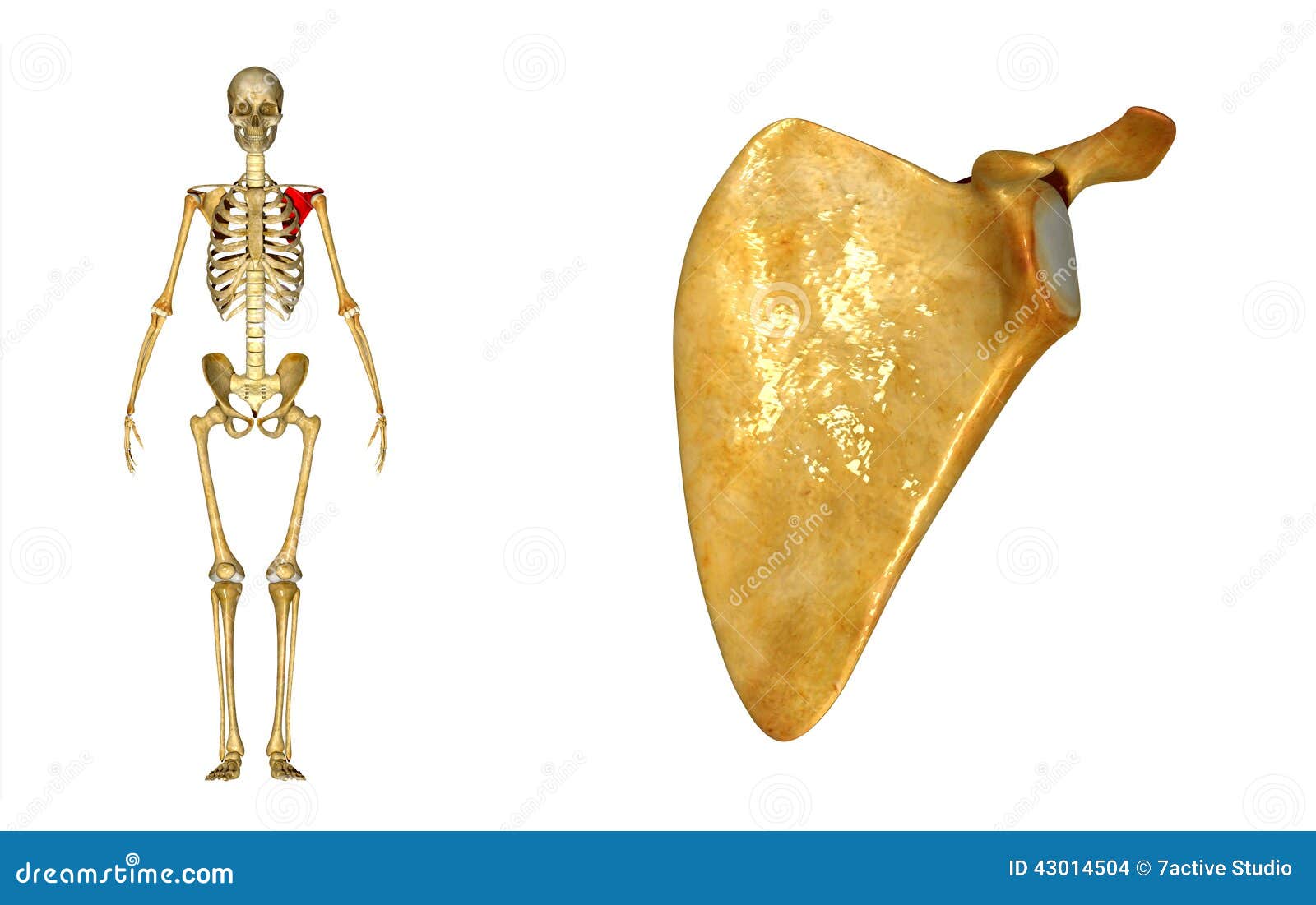 Scapula stock illustration. Illustration of chest, graphic - 43014504