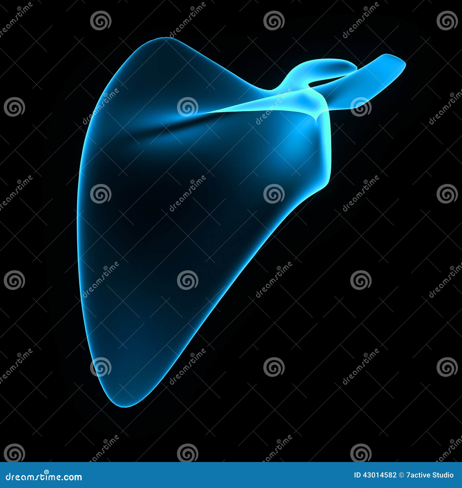 Clavicle Or Collar Bone X-ray Front Or Anterior View. Osteology Of The ...