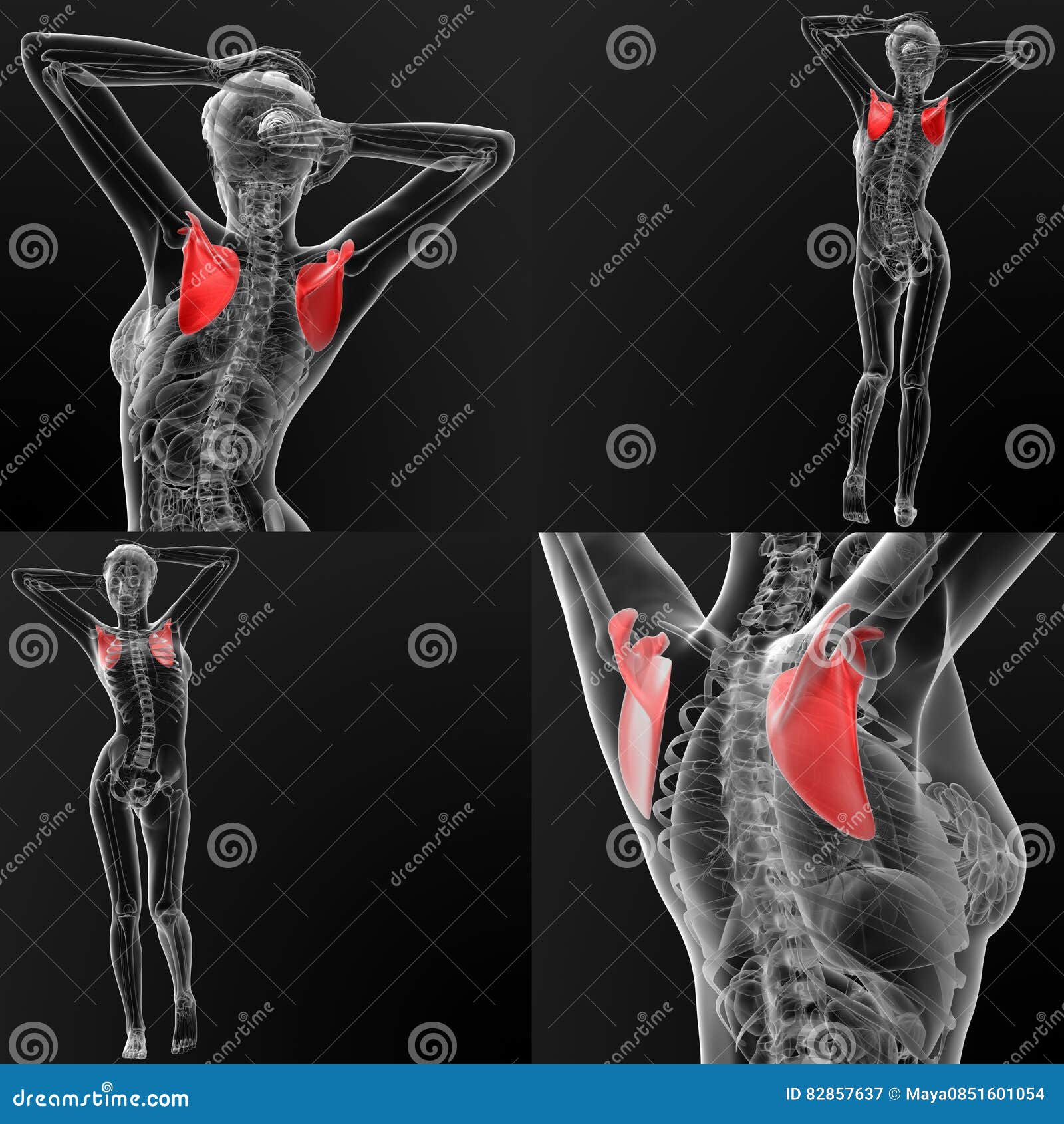 Scapula Bone Vector Illustration Drawing Labeled Diagram ...