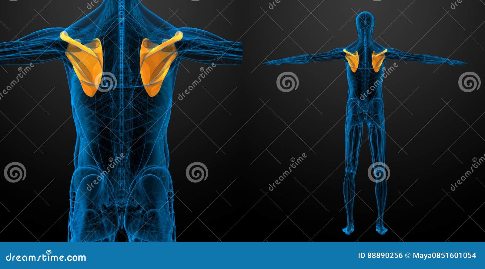 Scapula bone stock illustration. Illustration of rendering - 88890256