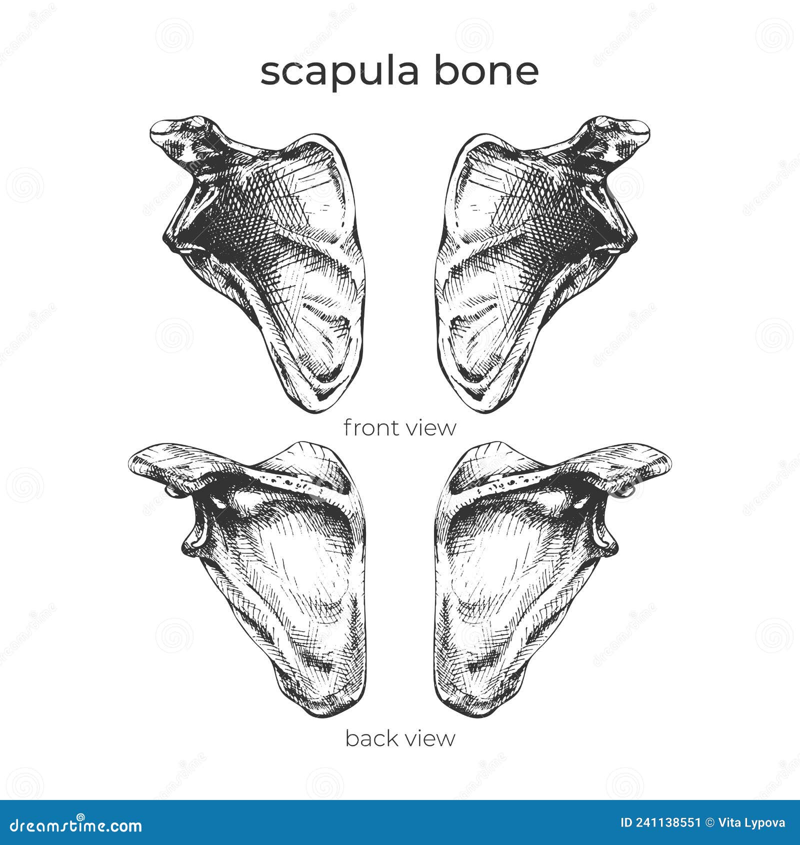 478_scapula bone stock vector. Illustration of scapula - 241138551