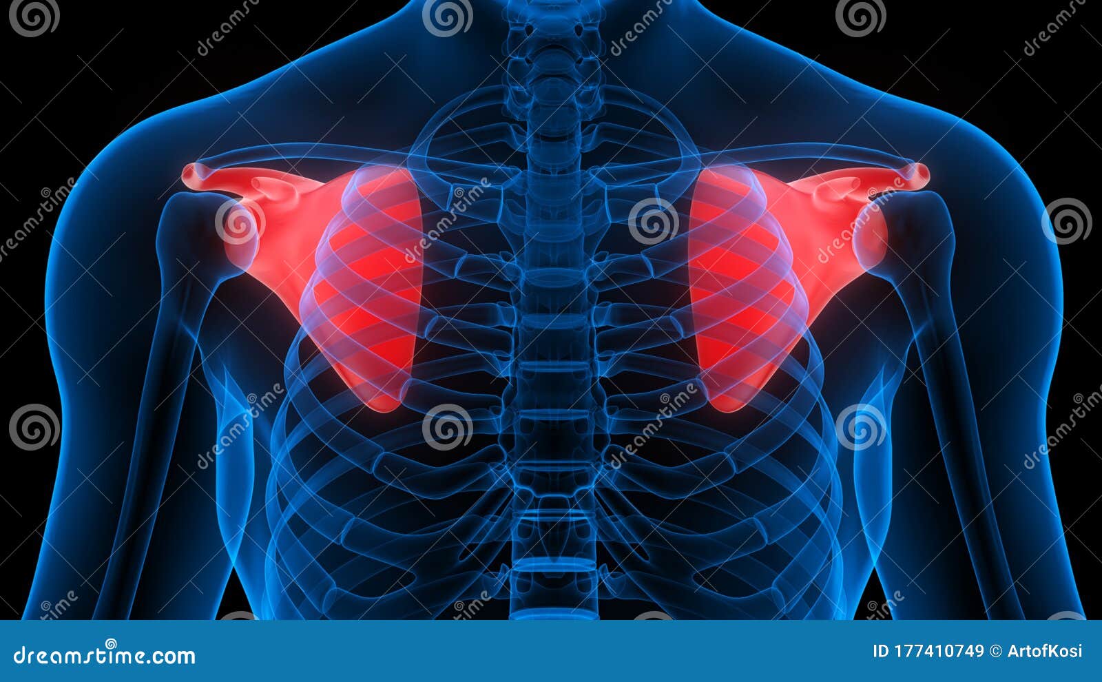 Scapula Bone Joints of Human Skeleton System Anatomy X-ray 3D Rendering ...