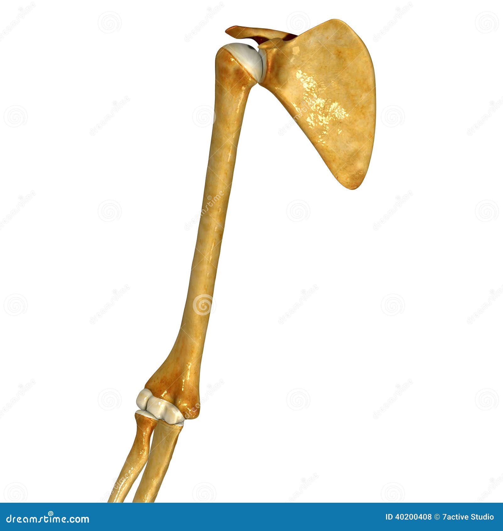 Scapula stock photo. Image of rhomboid, bones, minor - 40200408