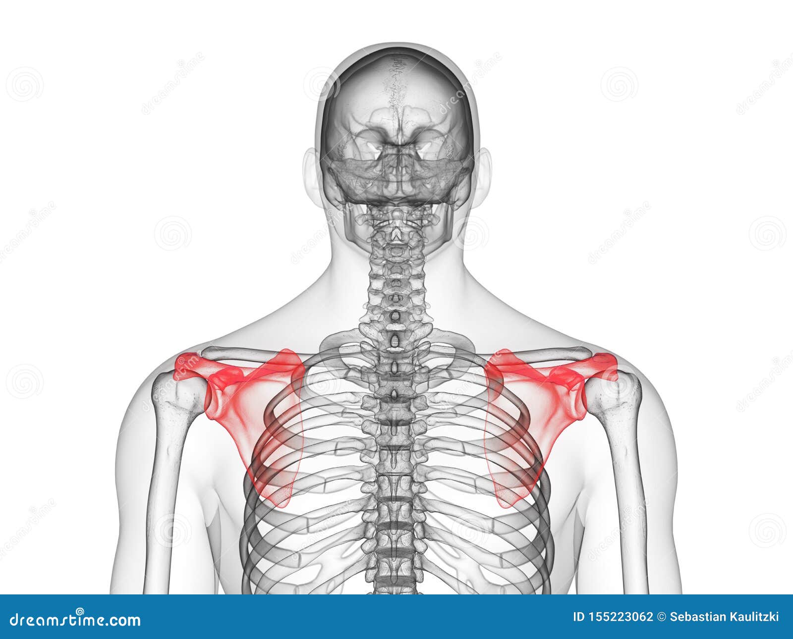 The scapula stock illustration. Illustration of joint - 155223062
