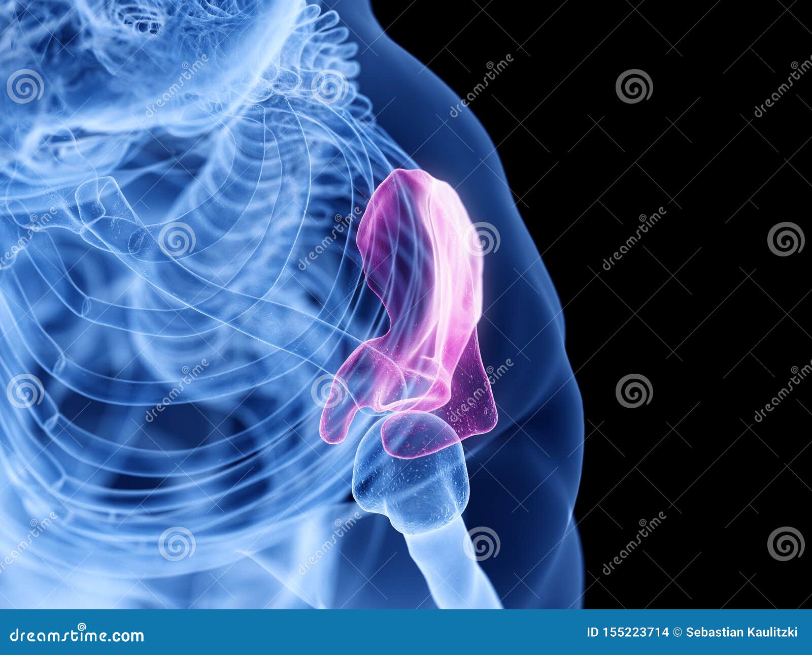 The scapula stock illustration. Illustration of artwork - 155223714