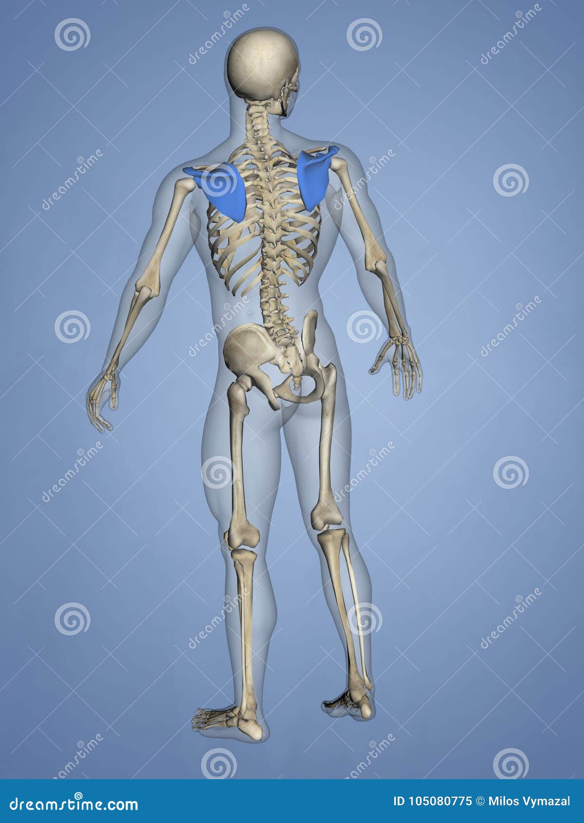 Scapula M-SKEL-SCAPULA 9, 3D Model Stock Illustration - Illustration of ...