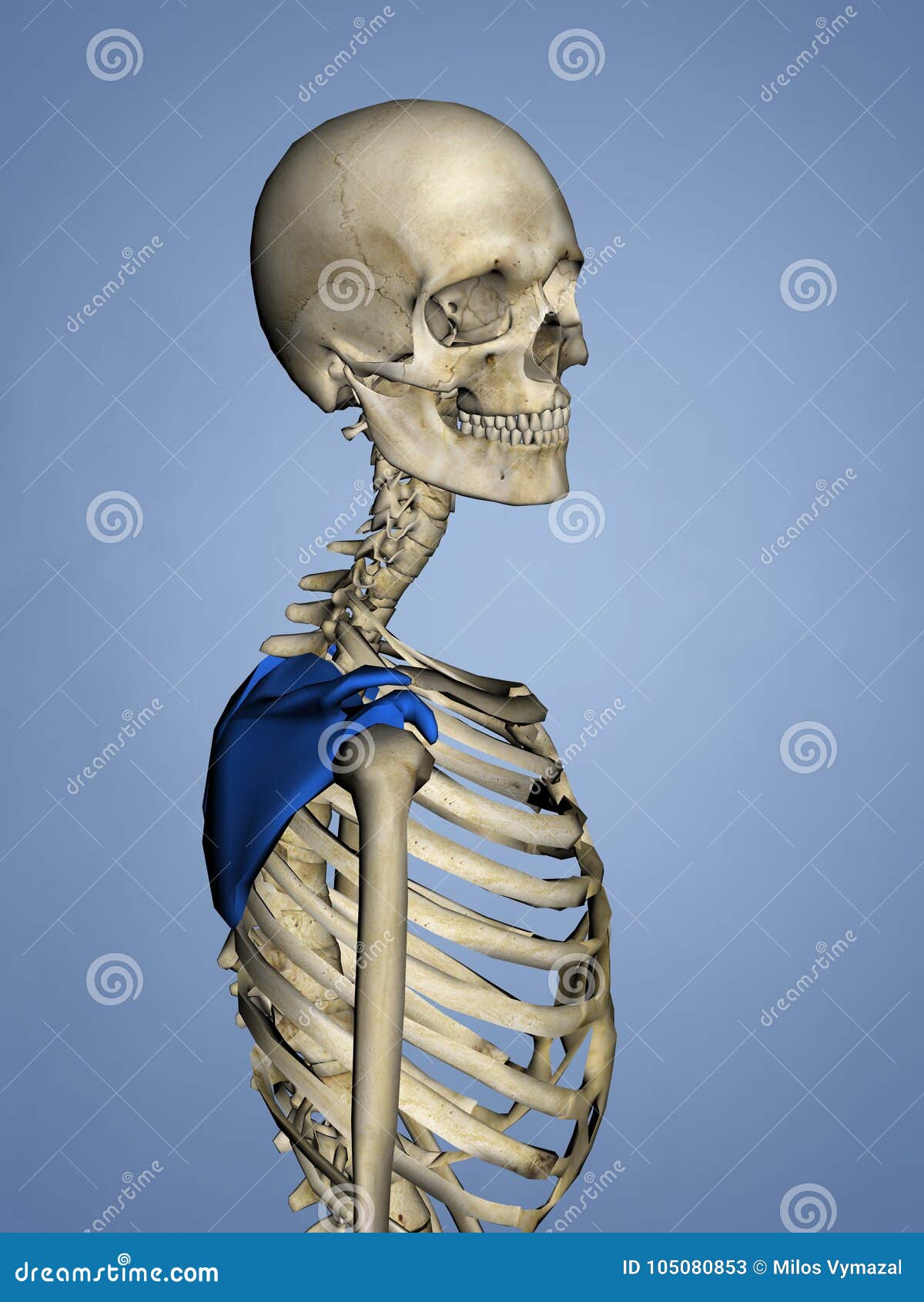 Scapula M-SKEL-SCAPULA 13, 3D Model Stock Illustration - Illustration ...