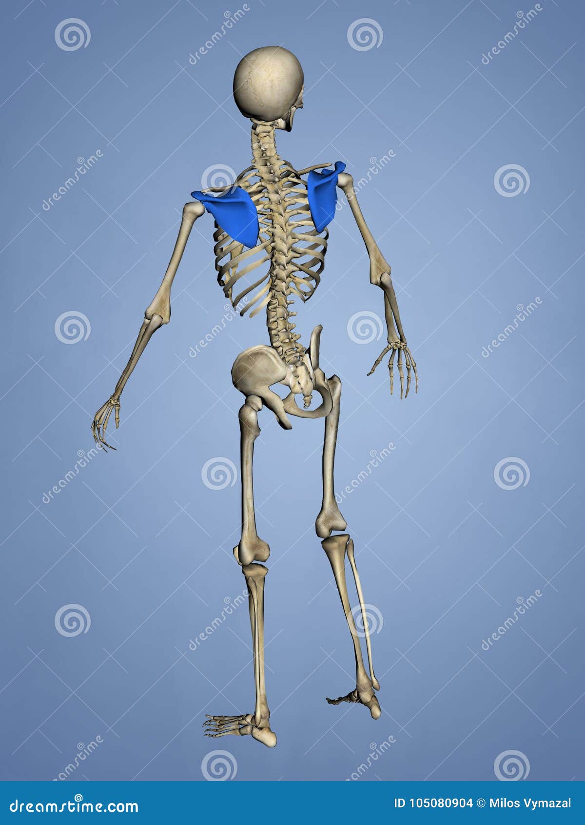 Shoulder Wing Span Exercise. Stretch To Relieve Shoulder Pain Cartoon ...