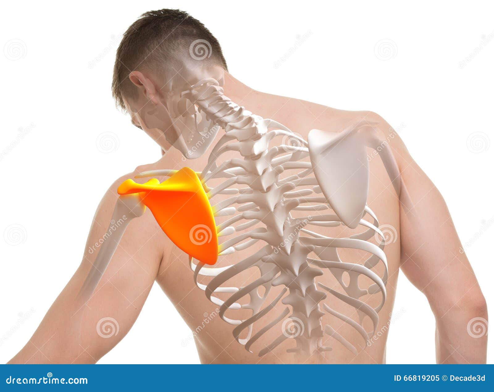 Scapula Bone Of Human On Isolated White Background, Posterior View ...