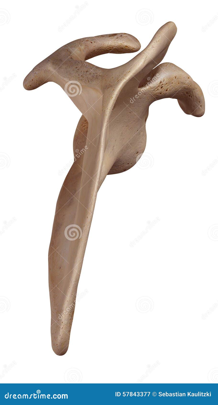 The scapula stock illustration. Illustration of skeletal - 57843377