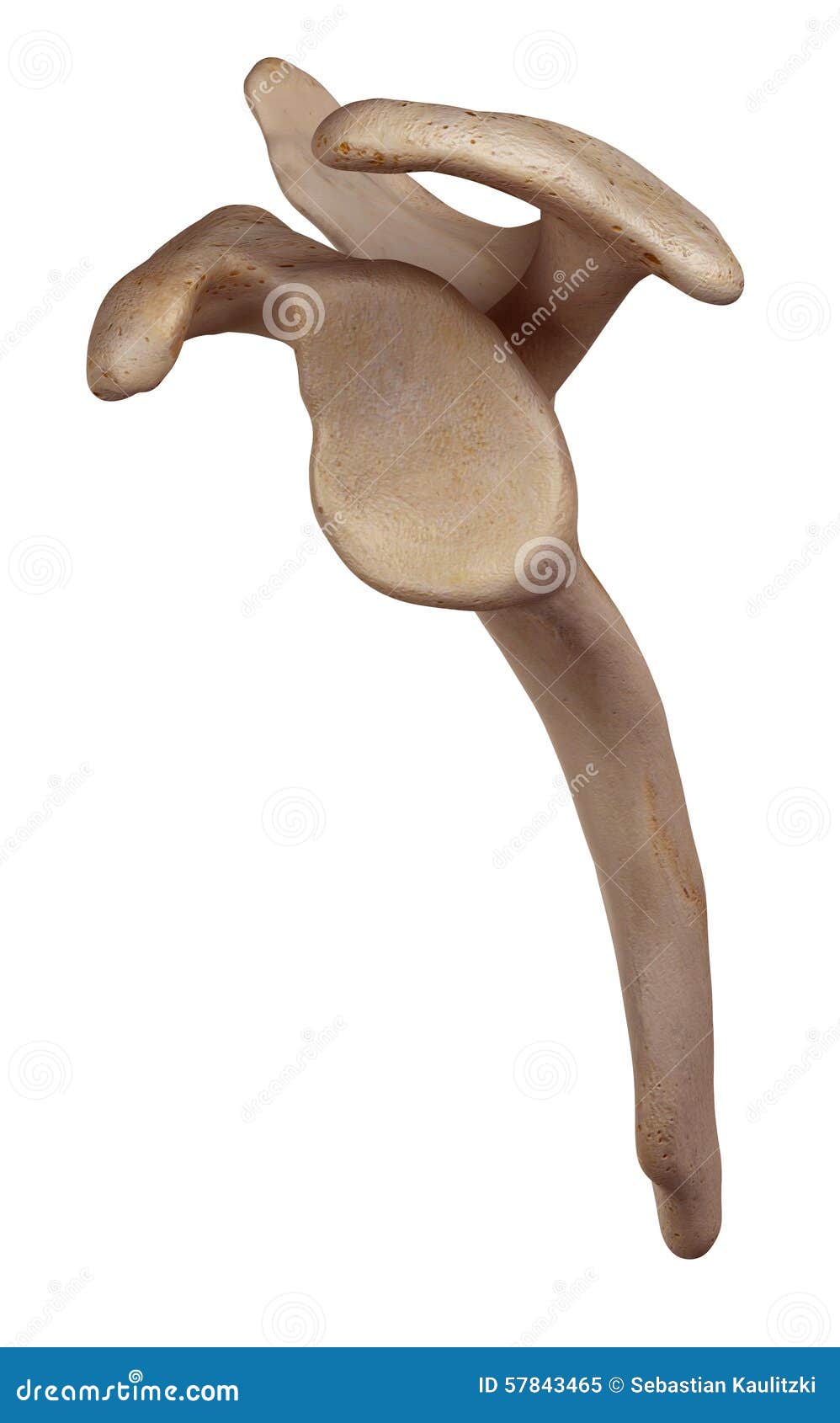 Scapula Vector Illustration | CartoonDealer.com #27014152