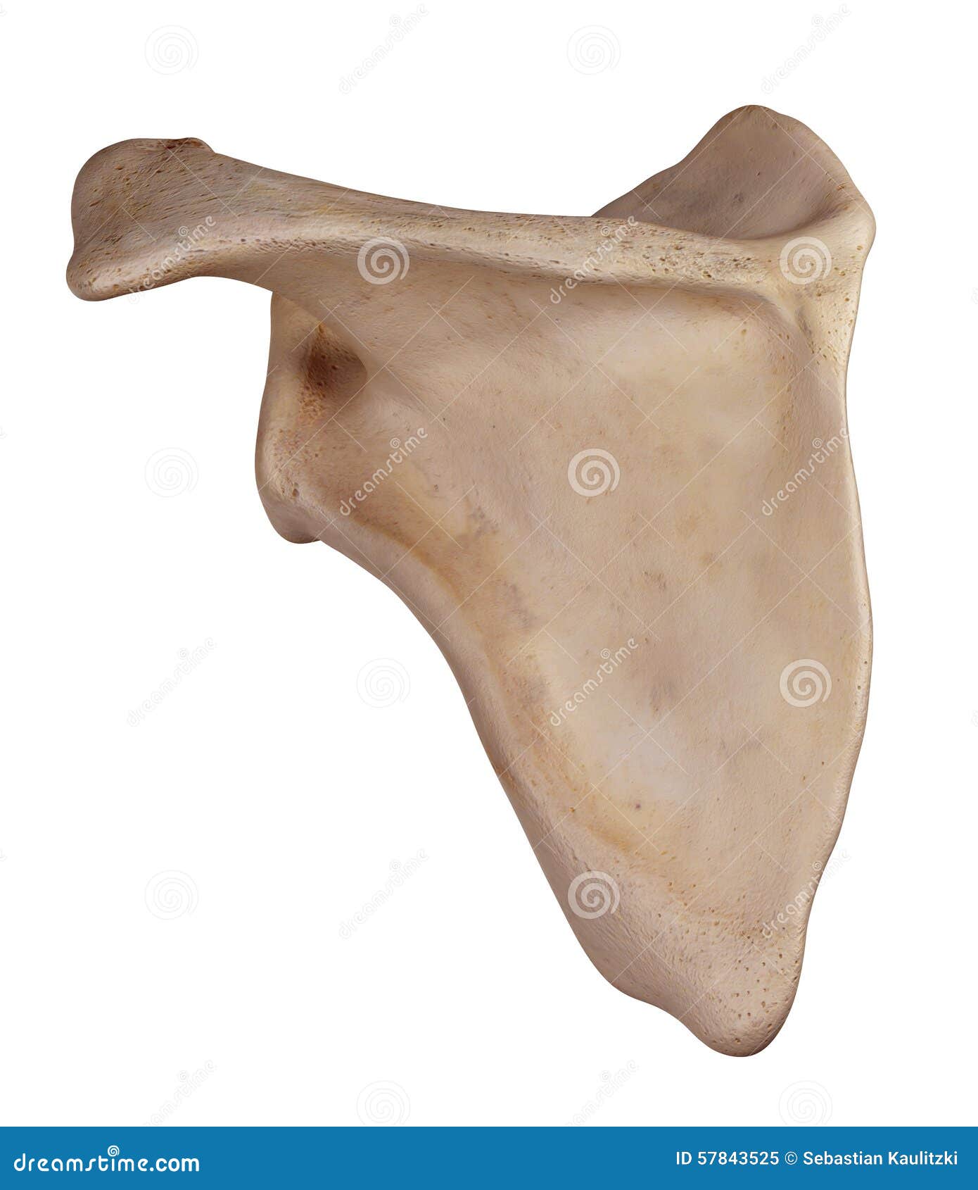 The scapula stock illustration. Illustration of accurate - 57843525