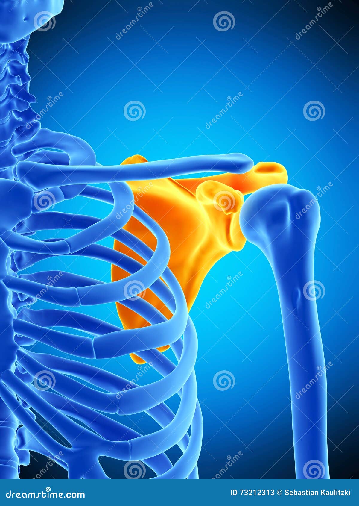 Scapula Stock Photo | CartoonDealer.com #43014504
