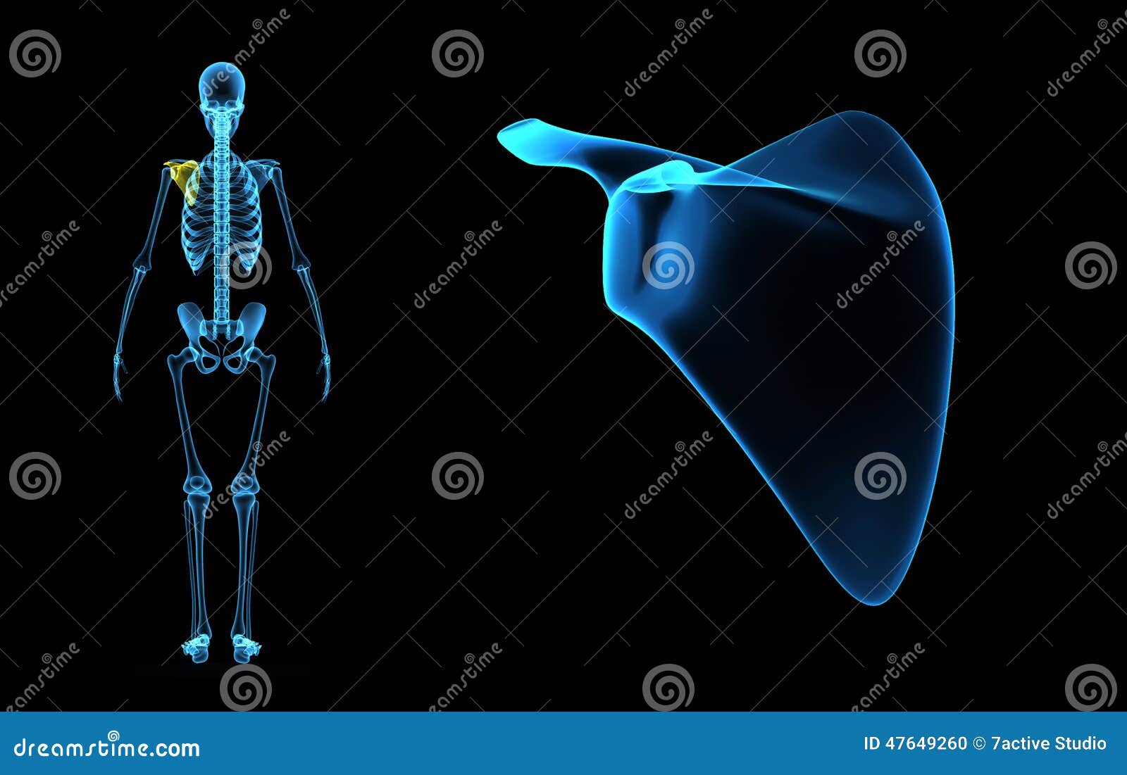 Scapula stock illustration. Illustration of hand, socket - 47649260