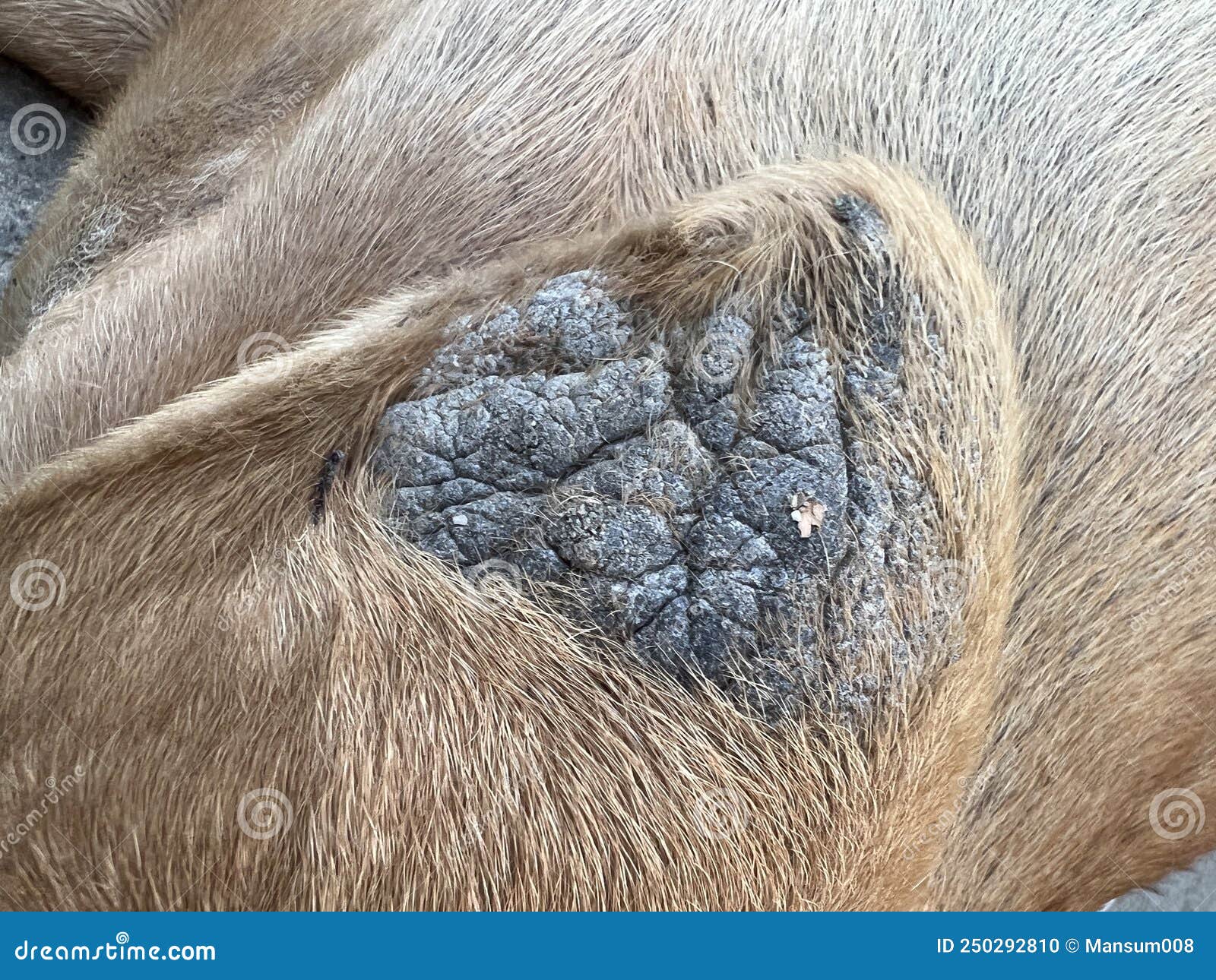 Scar on dog skin stock photo. Image of clinic, skin - 250292810