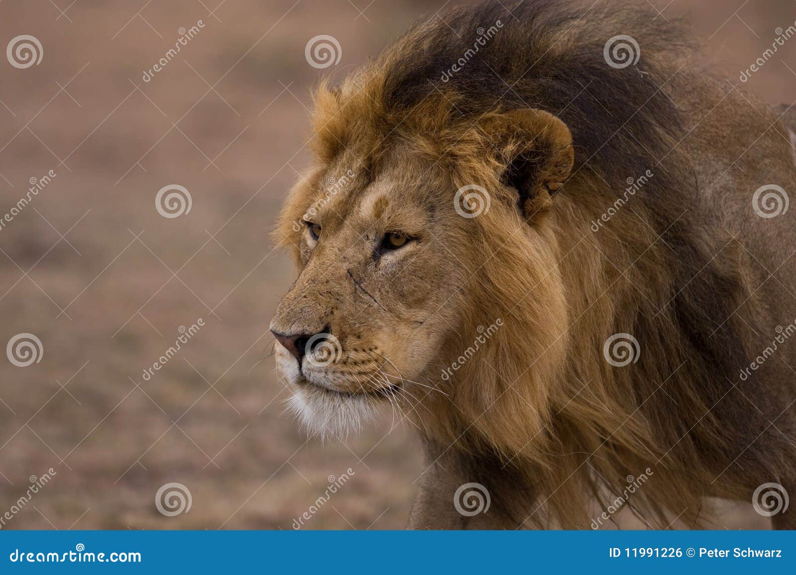 Scar Face stock photo. Image of mammal, scar, protection - 11991226