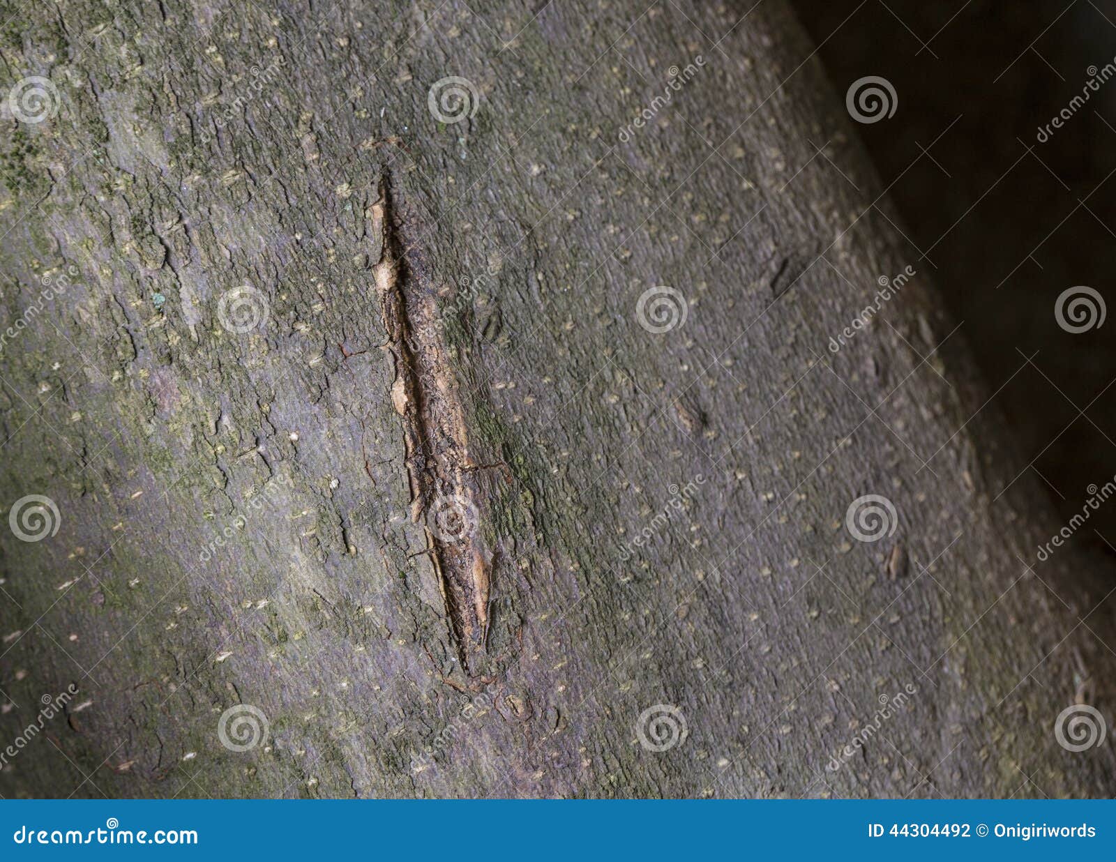 Scar stock photo. Image of closeup, tree, natural, park - 44304492