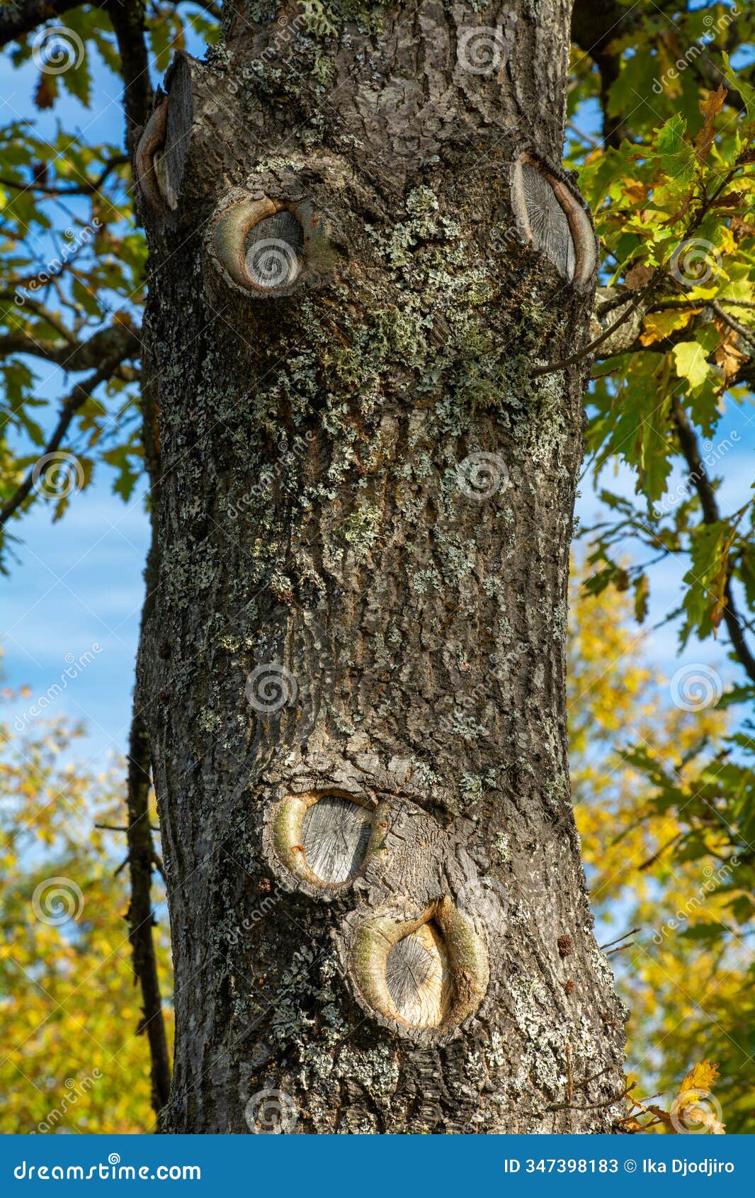 A scar on a tree stock image. Image of forest, grove - 347398183