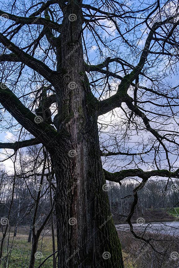 A Scar in a Tree Trunk after a Lightning Kick Stock Photo - Image of ...