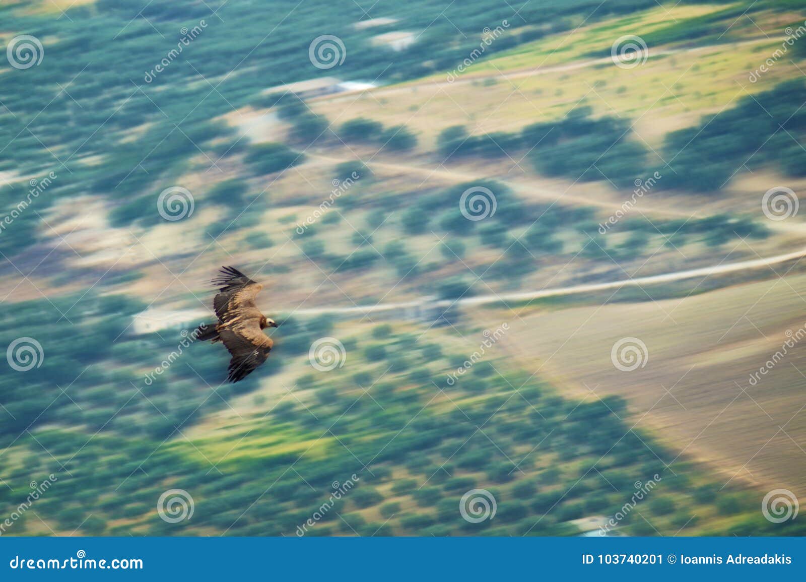 Scara stock image. Image of flying, away, scara, high - 103740201