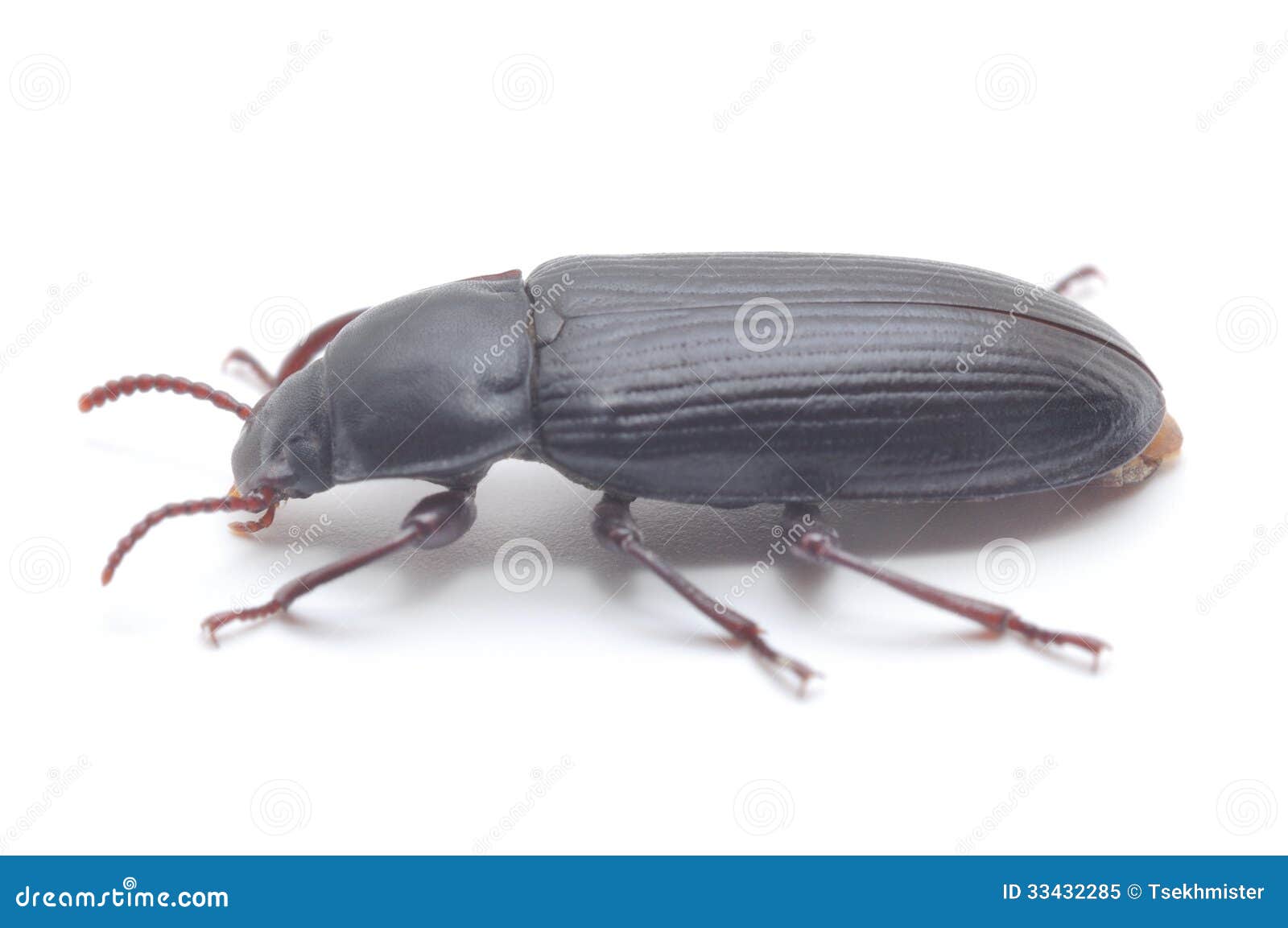 Scarabée Photo libre de droits - Image: 33432285