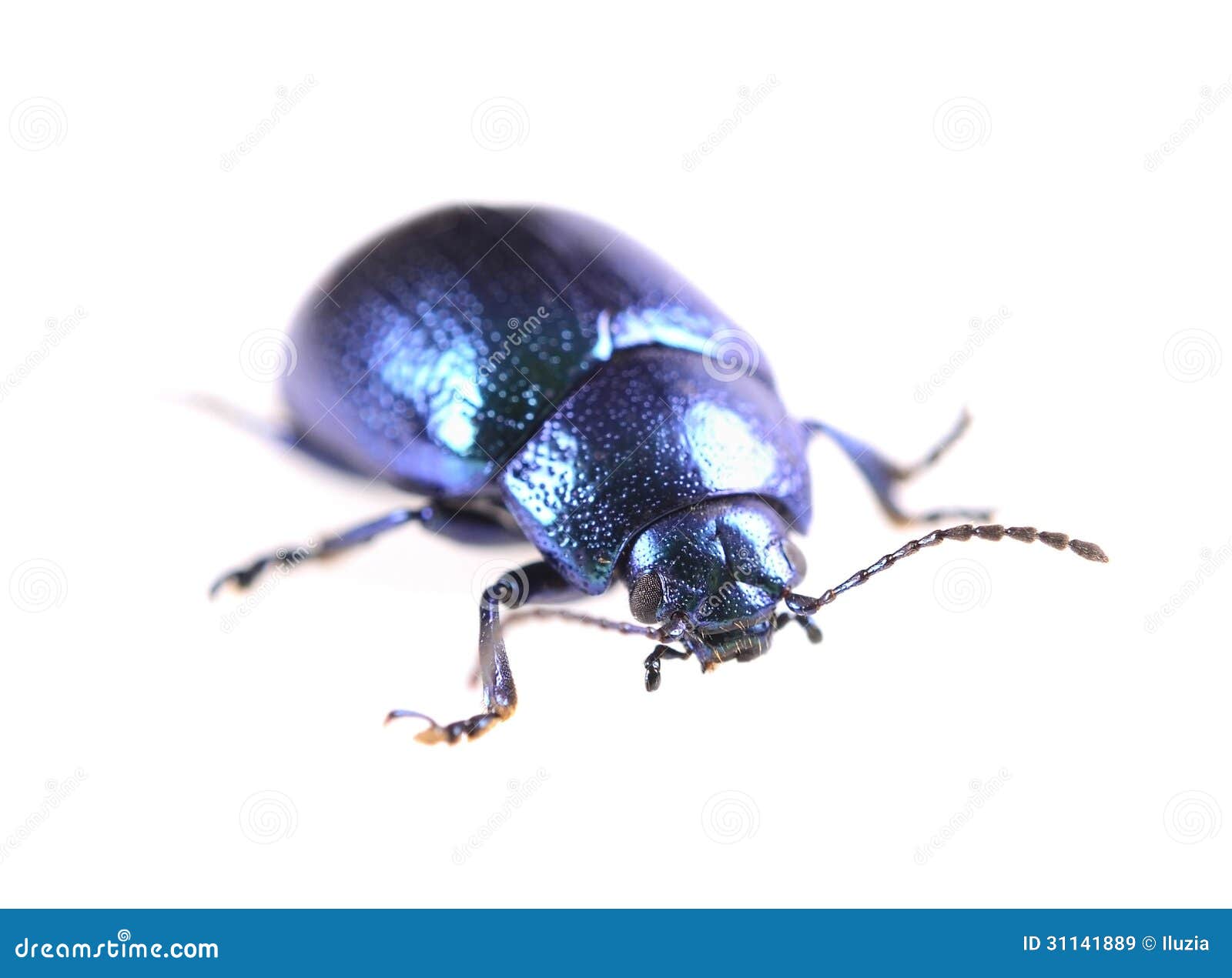 Scarabée bleu métallique image stock. Image du insecte - 31141889