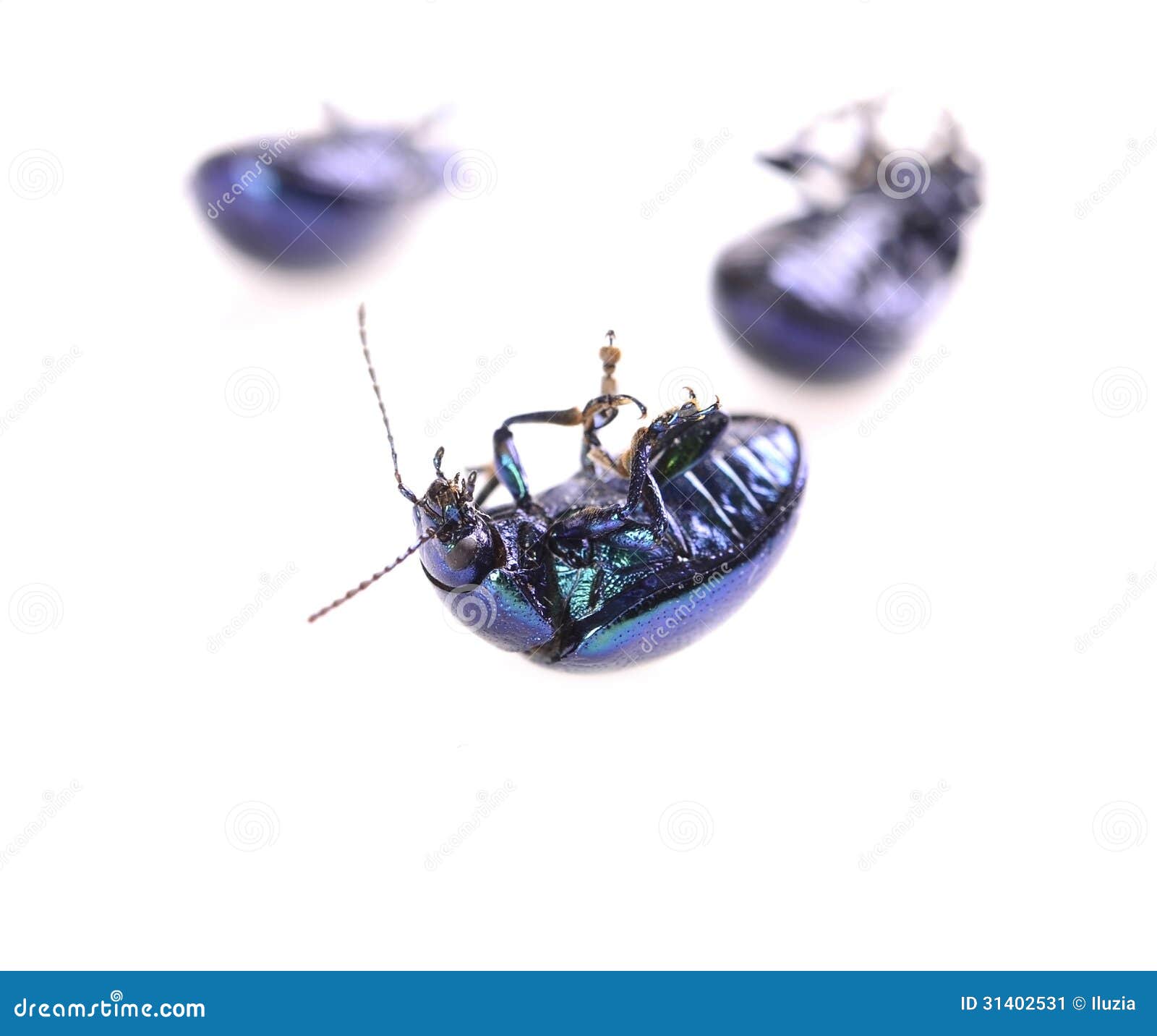Scarabée bleu métallique image stock. Image du été, créature - 31402531
