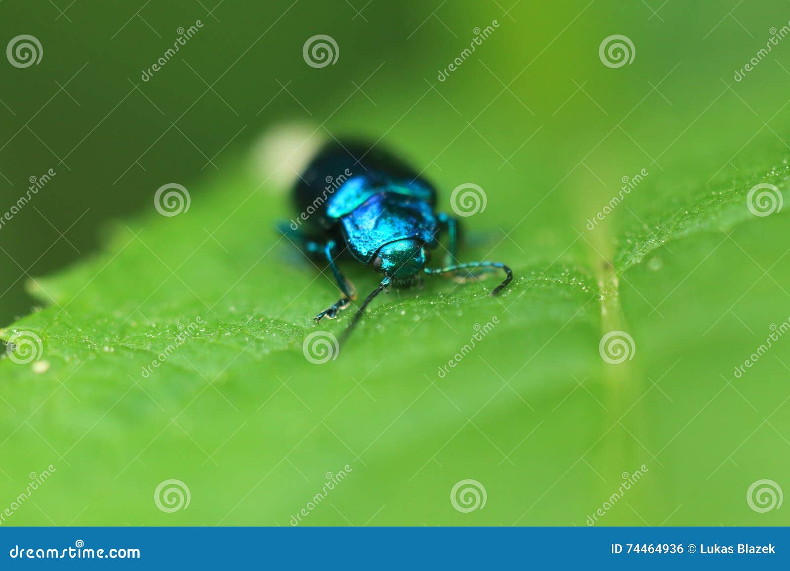 Scarabée bleu métallique photo stock. Image of insecte - 74464936