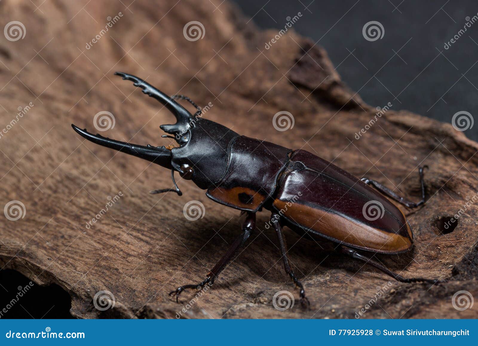 Scarabée De Mâle Rayé Orange Photo stock - Image du rayé, animal: 77925928