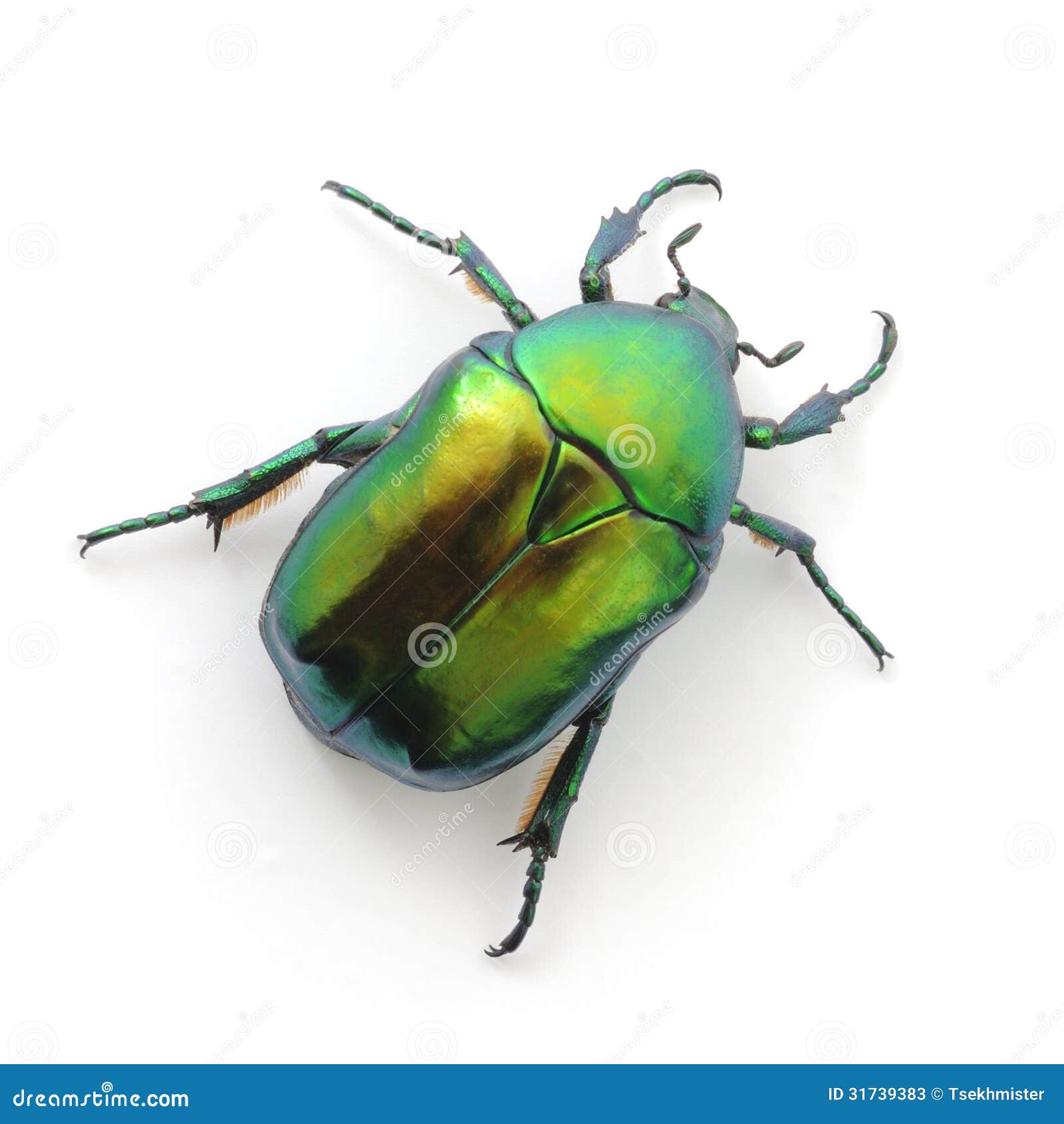 Scarabée vert image stock. Image du anomalie, fermer - 31739383