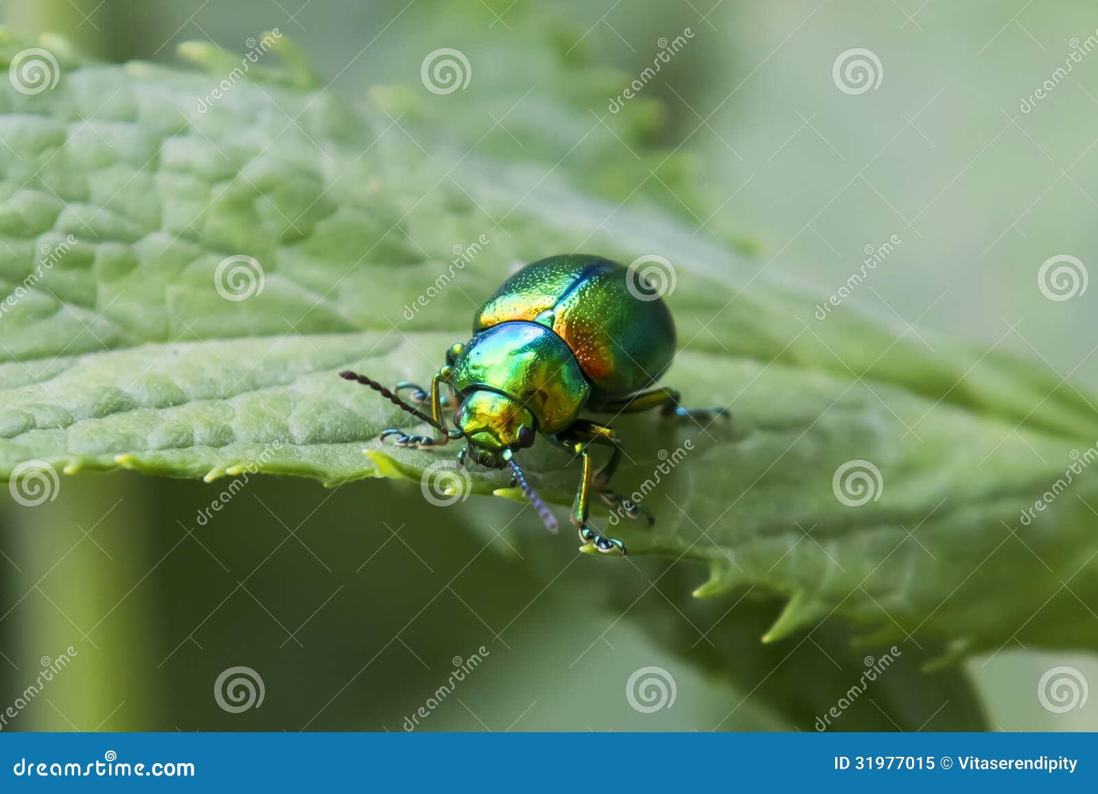 Scarabée vert image stock. Image du organique, thé, émeraude - 31977015