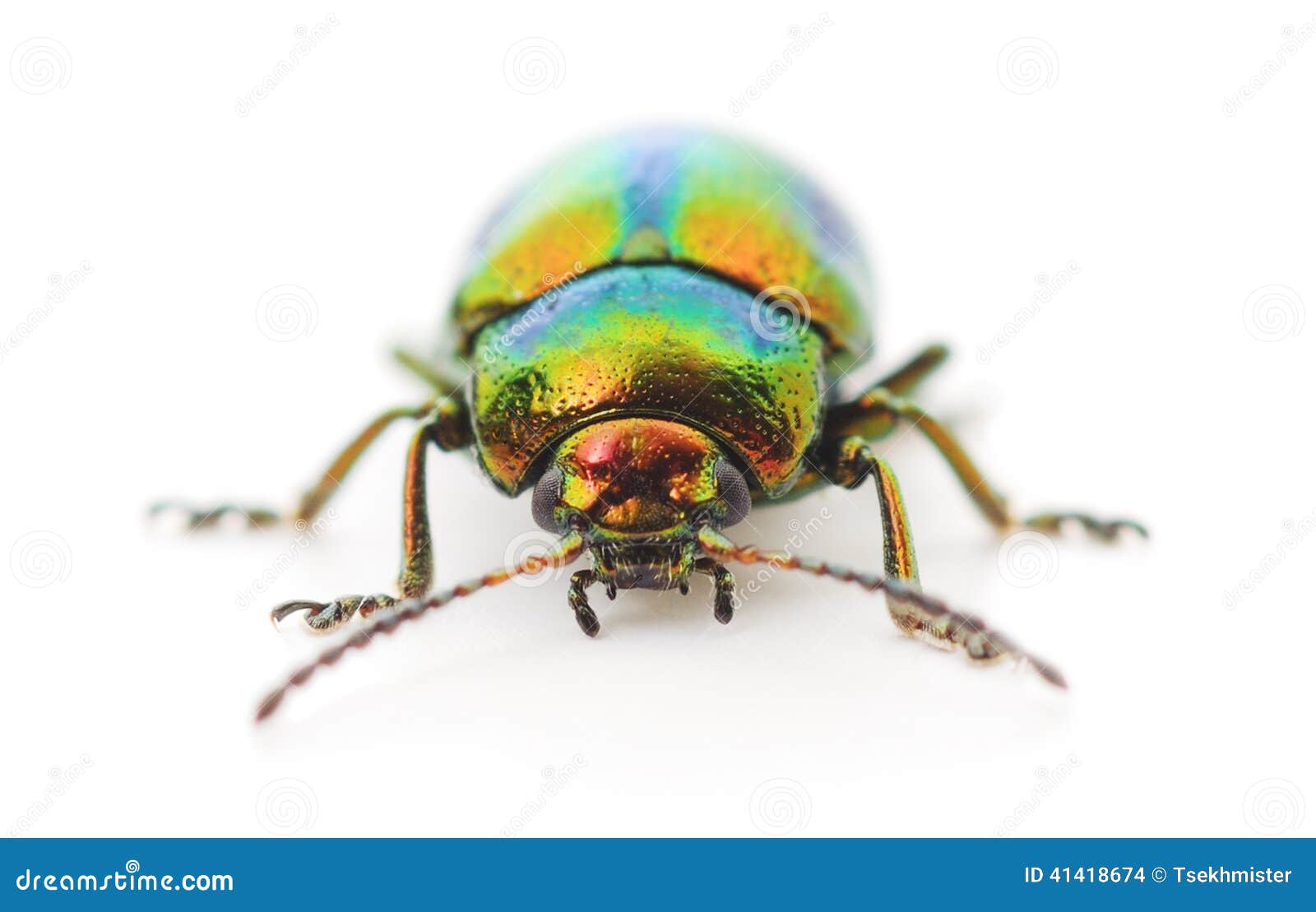 Scarabée vert photo stock. Image du fermer, faune, blanc - 41418674