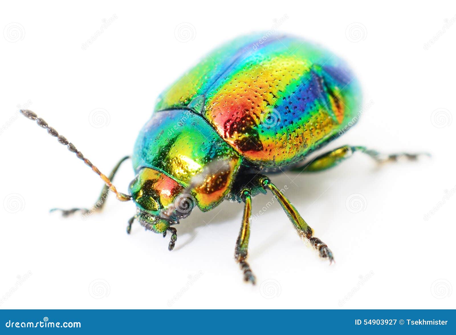 Scarabée vert image stock. Image du vert, insectes, faune - 54903927