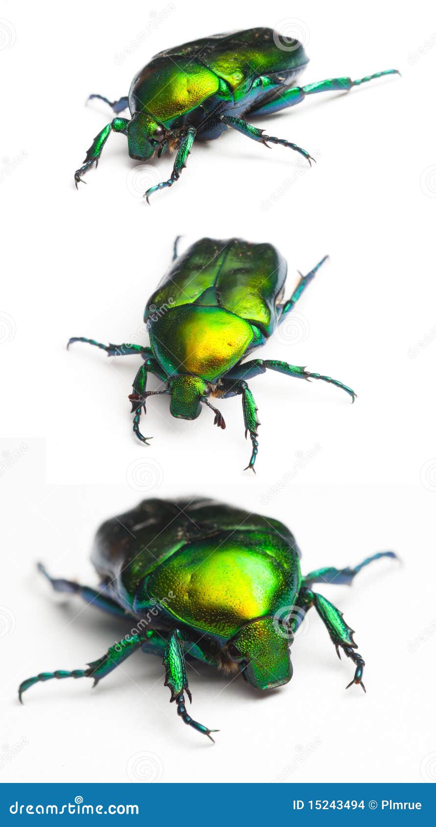 Scarab stock photo. Image of scarabaeidae, green, metallic - 15243494