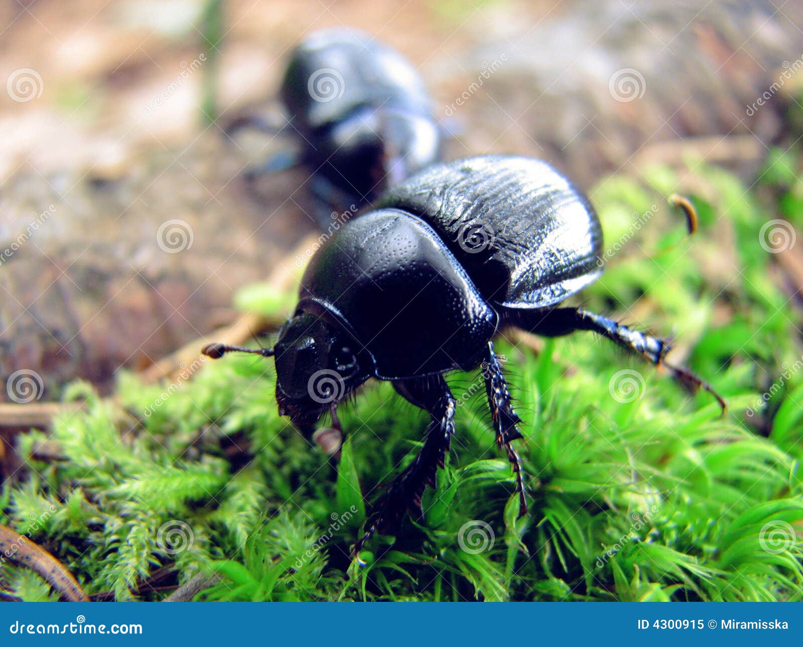 Scarab stock image. Image of insect, elena, foliage, climate - 4300915